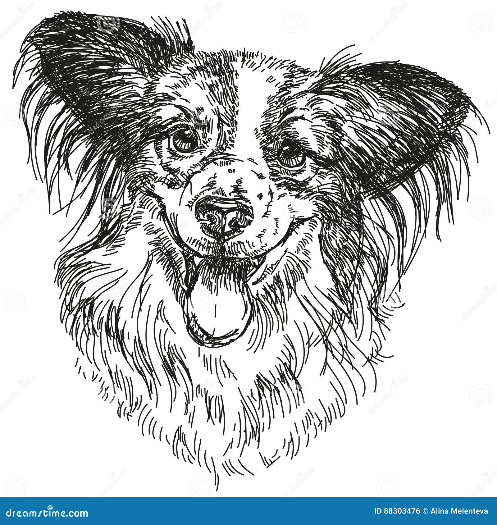 Papillon Portrait Vector Hand Drawing Illustration | CartoonDealer.com ...
