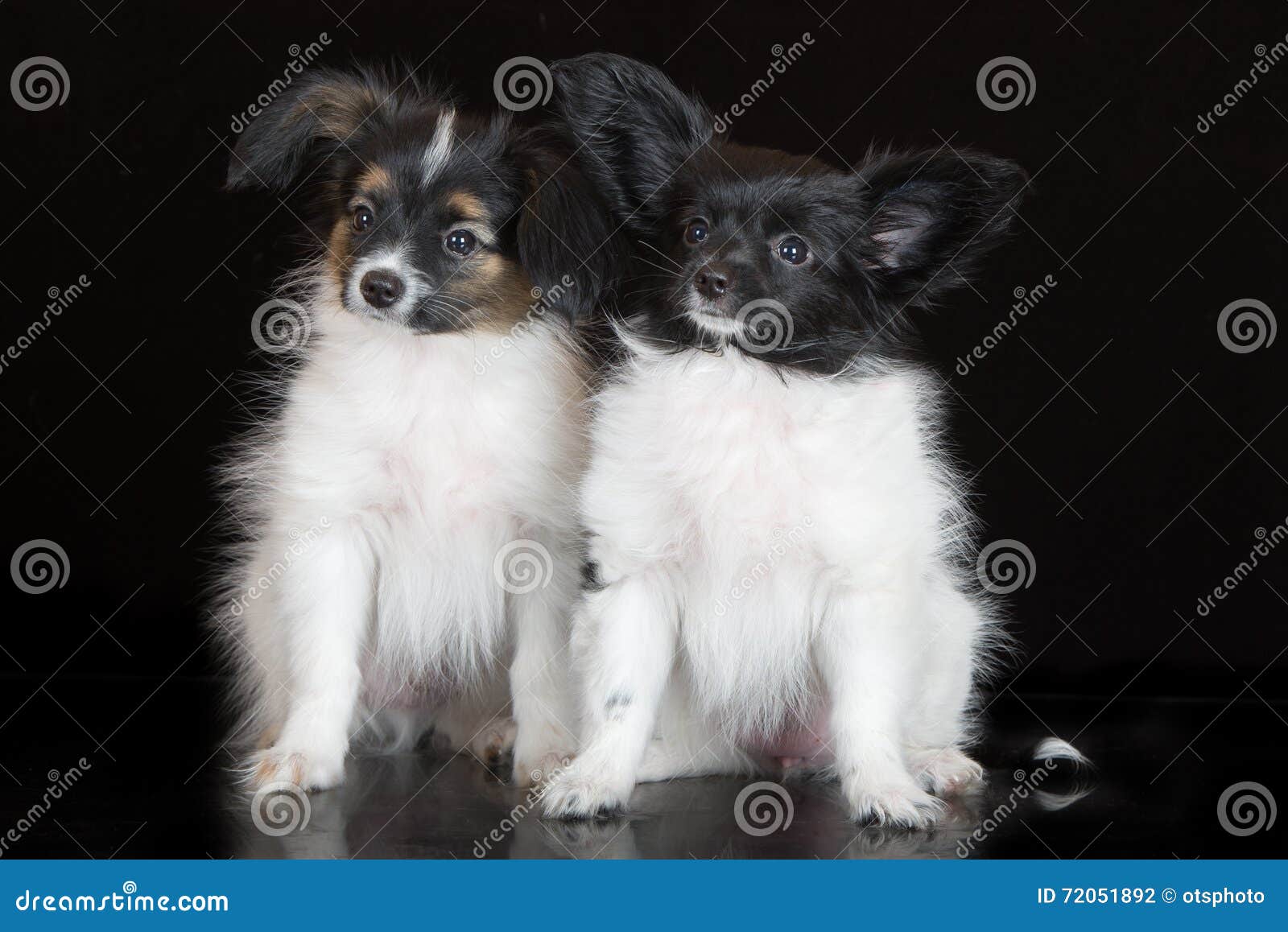 Papillon Puppies Posing on Black Stock Photo - Image of purebred ...