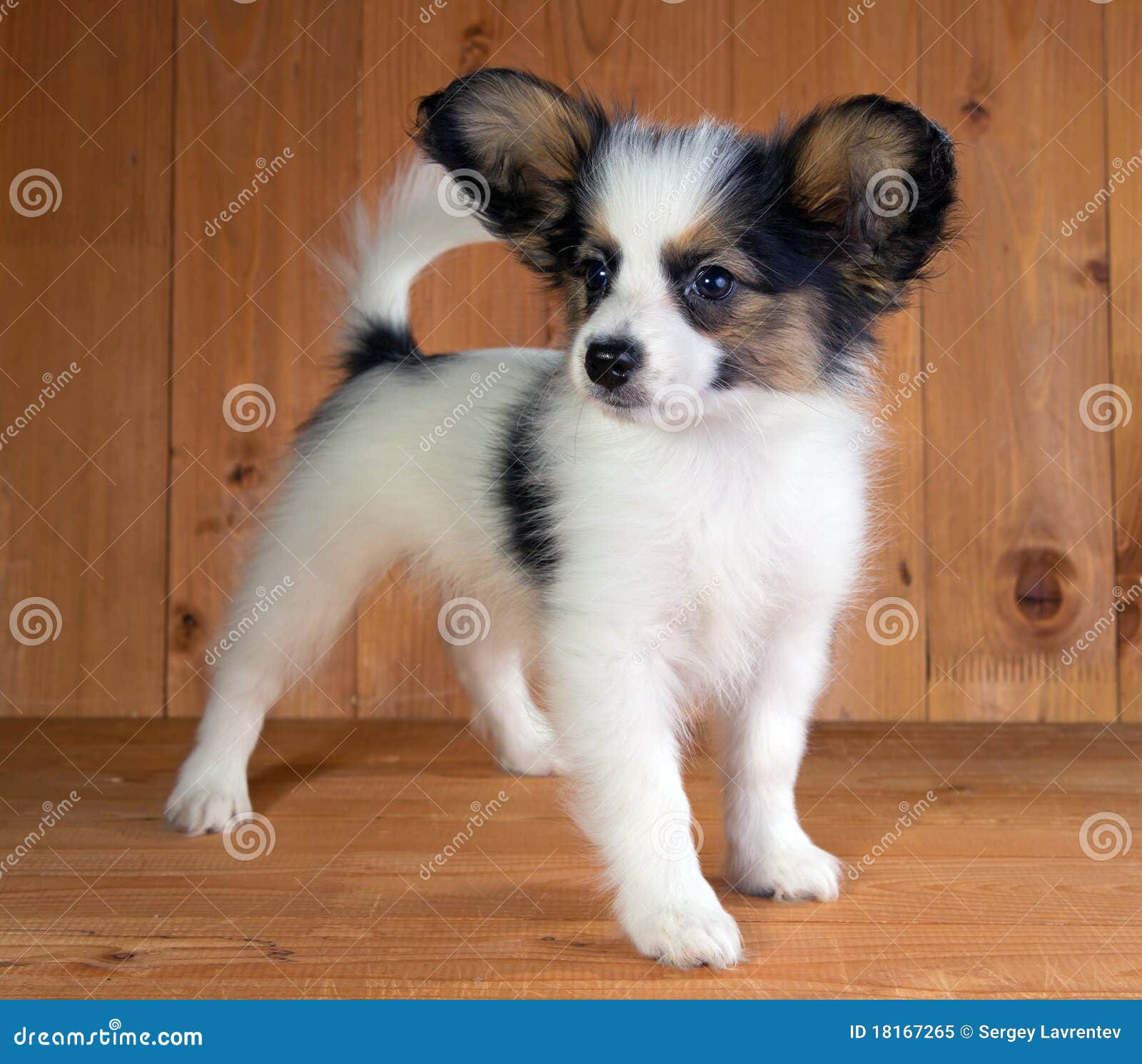 Papillon puppy stock image. Image of domestic, young - 18167265