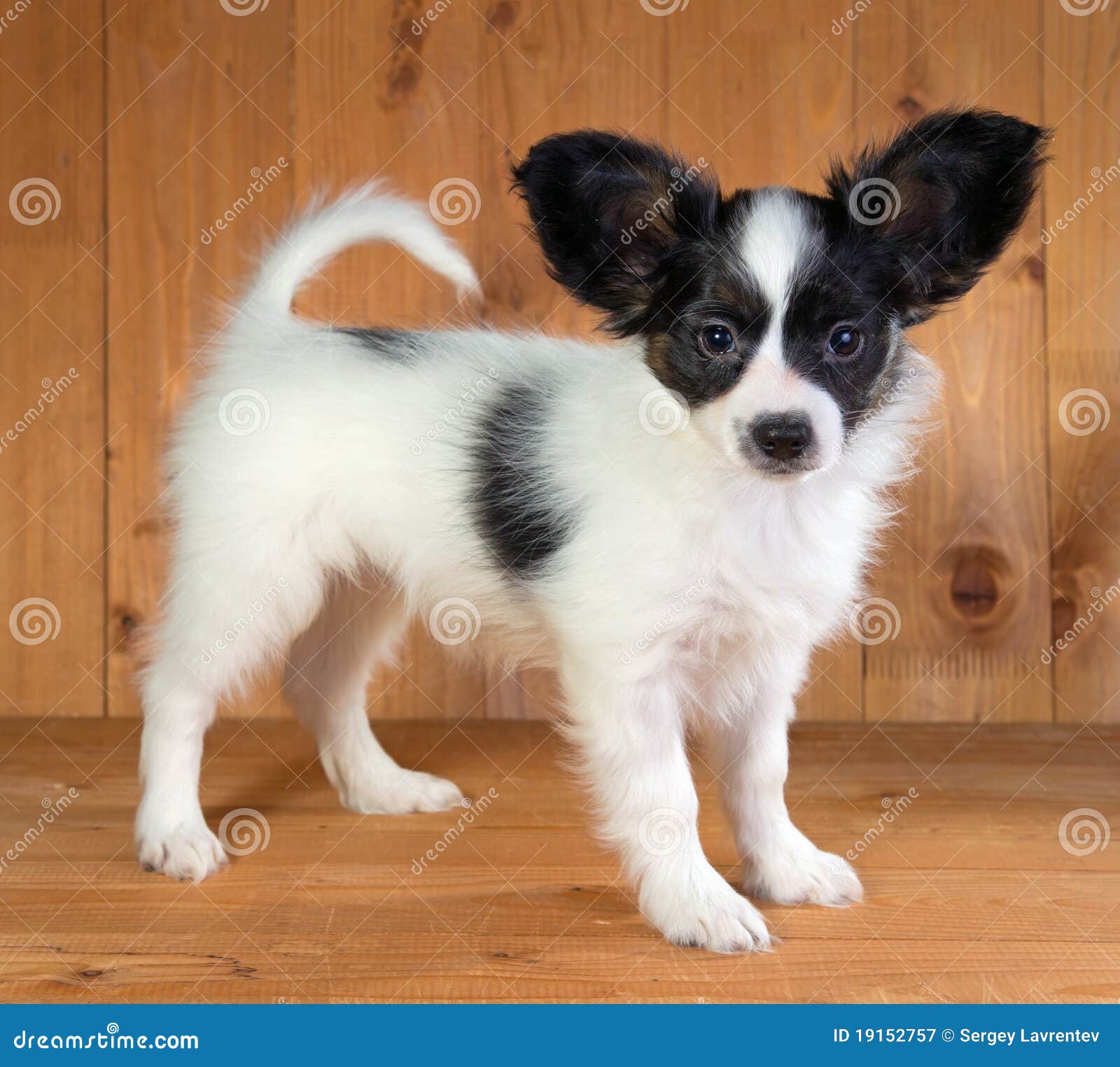 Papillon puppy stock image. Image of canine, animal, mammal - 19152757