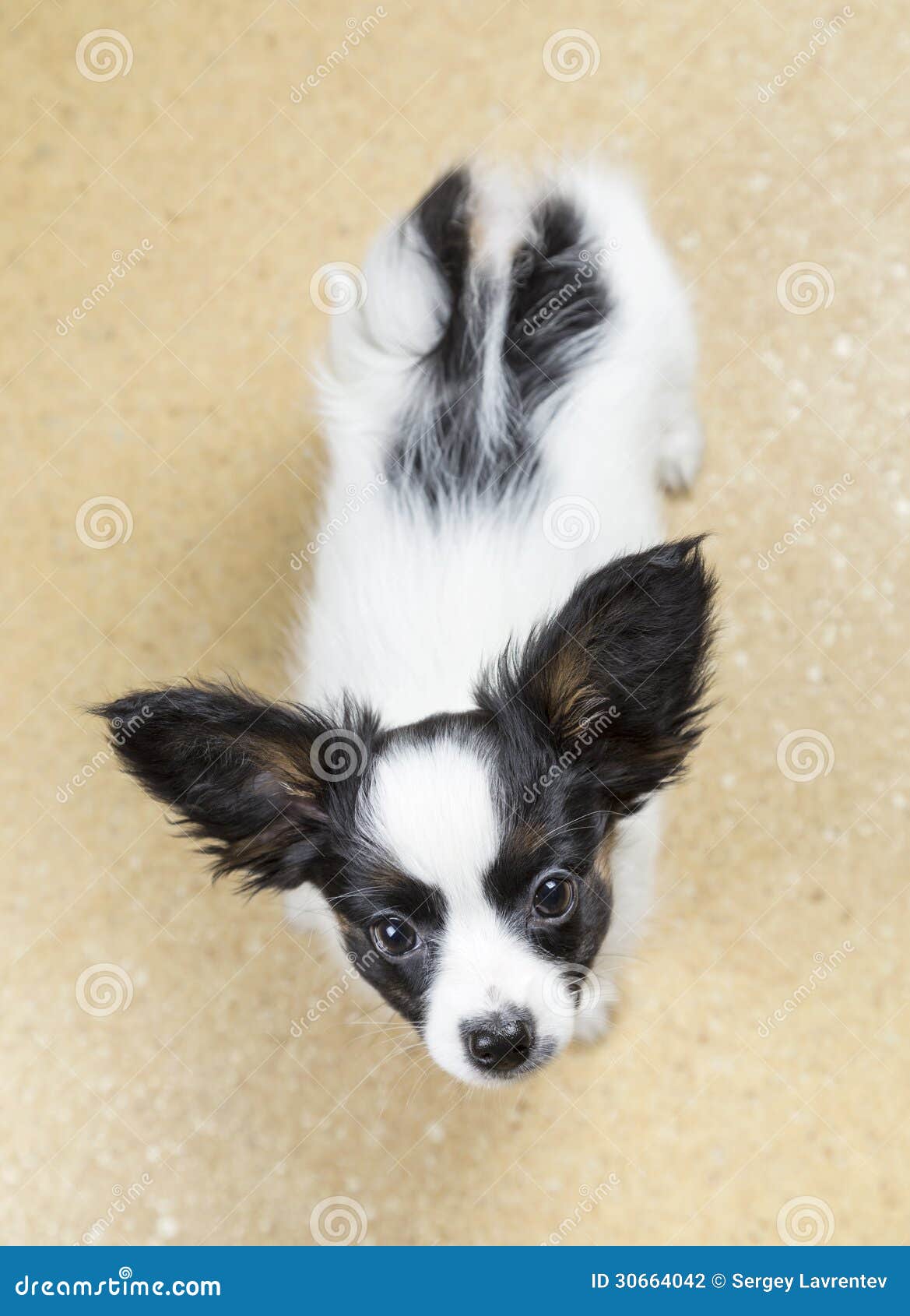 Papillon puppy stock photo. Image of small, linoleum - 30664042