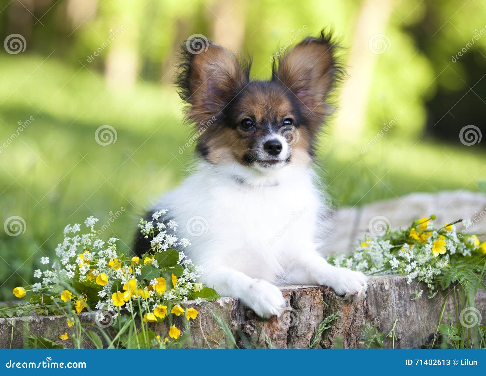 Papillon puppy stock image. Image of background, continental - 71402613