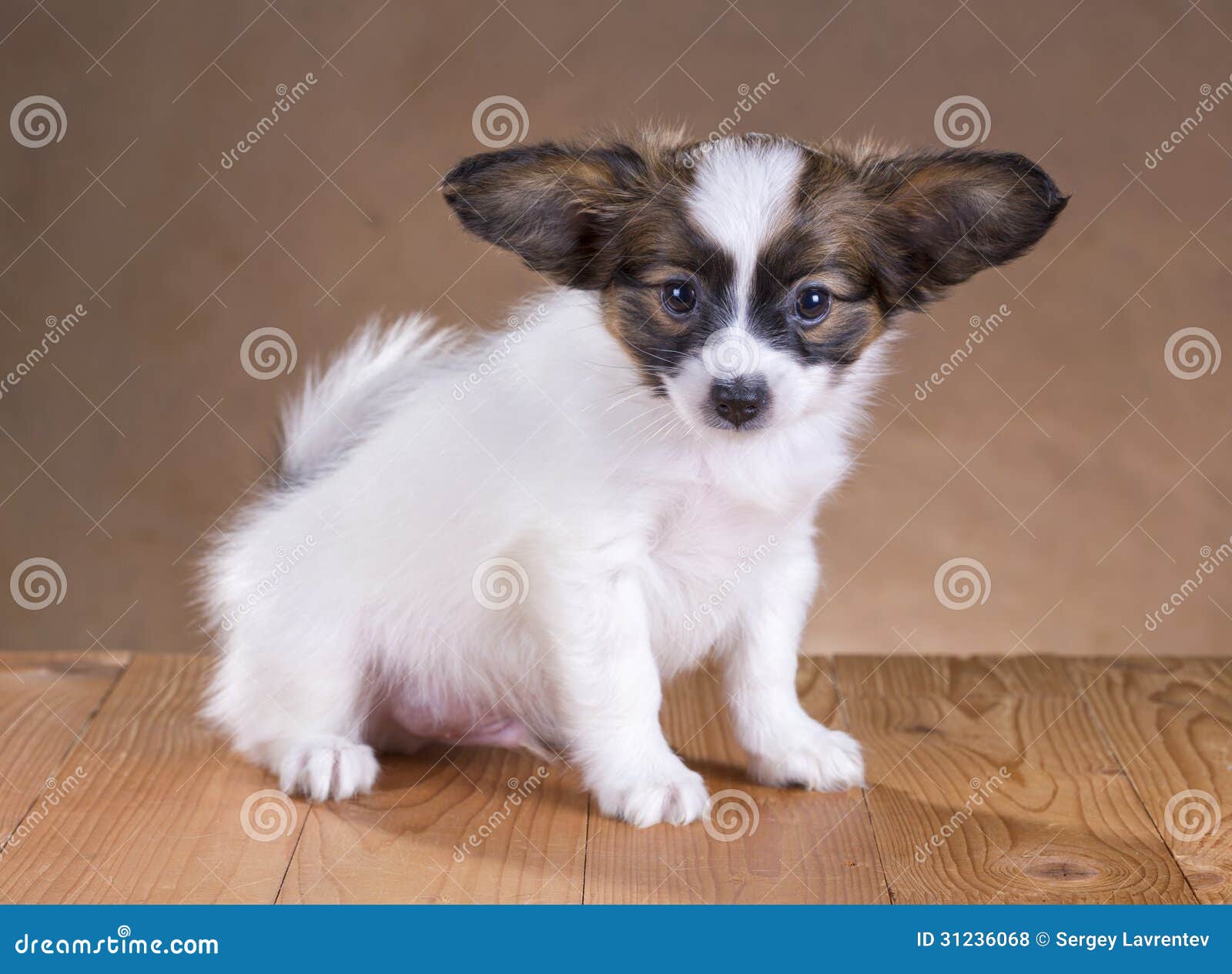 Papillon puppy stock photo. Image of sitting, pets, papillon - 31236068
