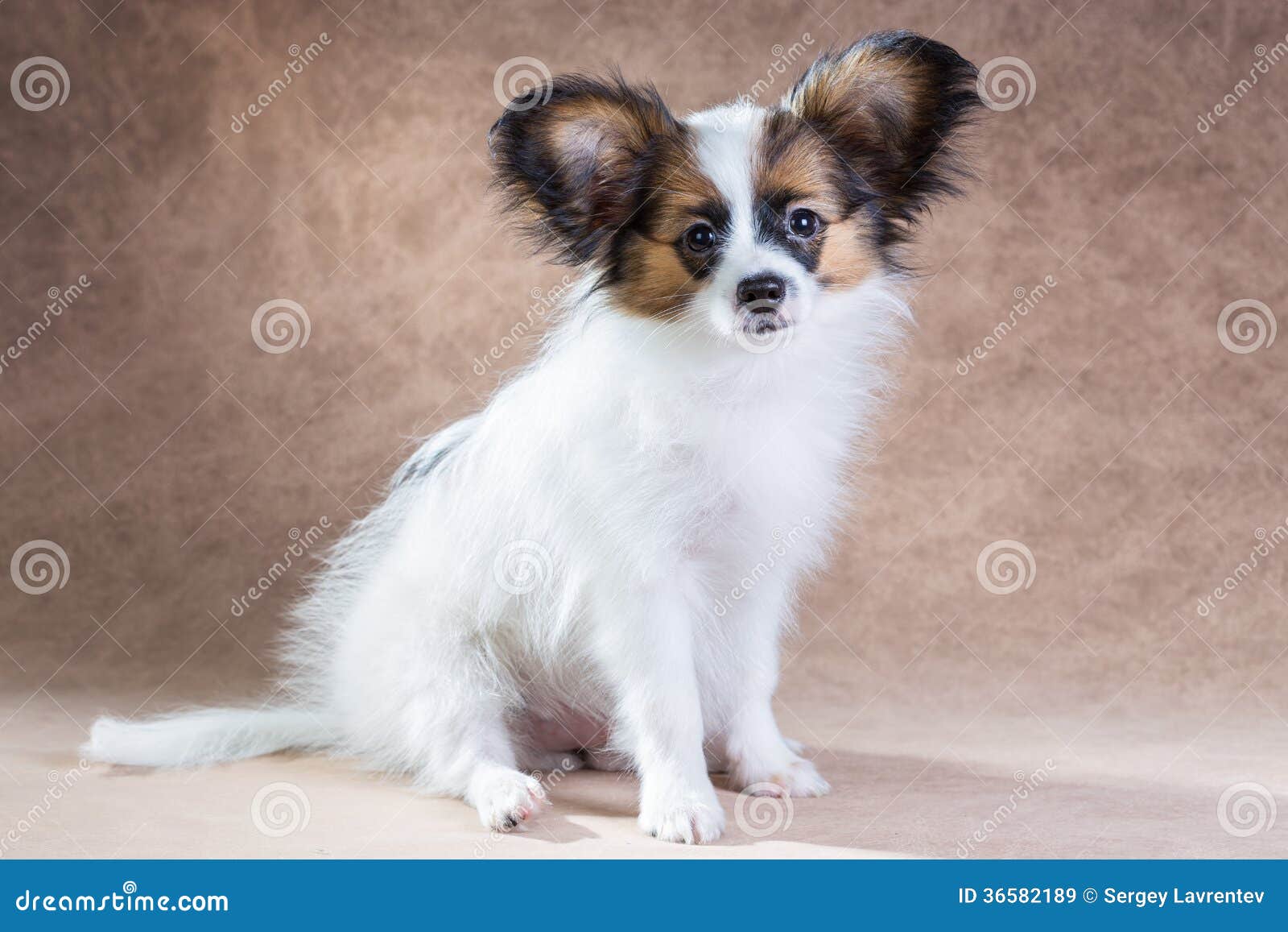 Papillon puppy stock image. Image of cute, studio, papillon - 36582189