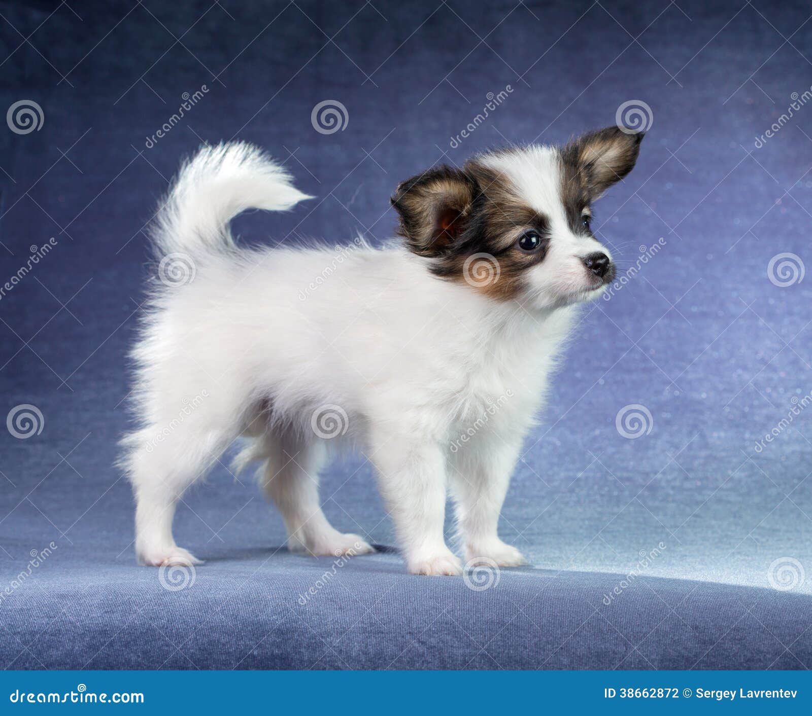 Papillon puppy stock photo. Image of standing, shot, beauty - 38662872