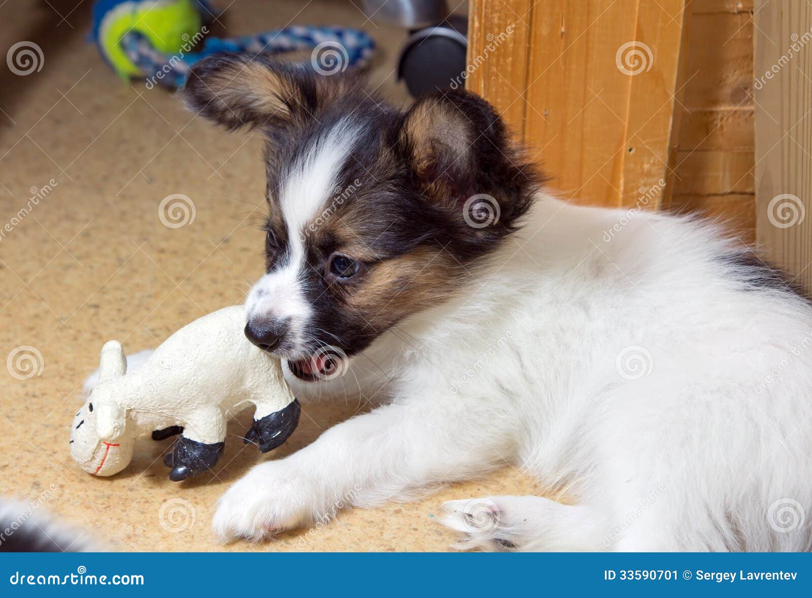 Papillon puppy stock image. Image of canine, mammal, animals - 33590701