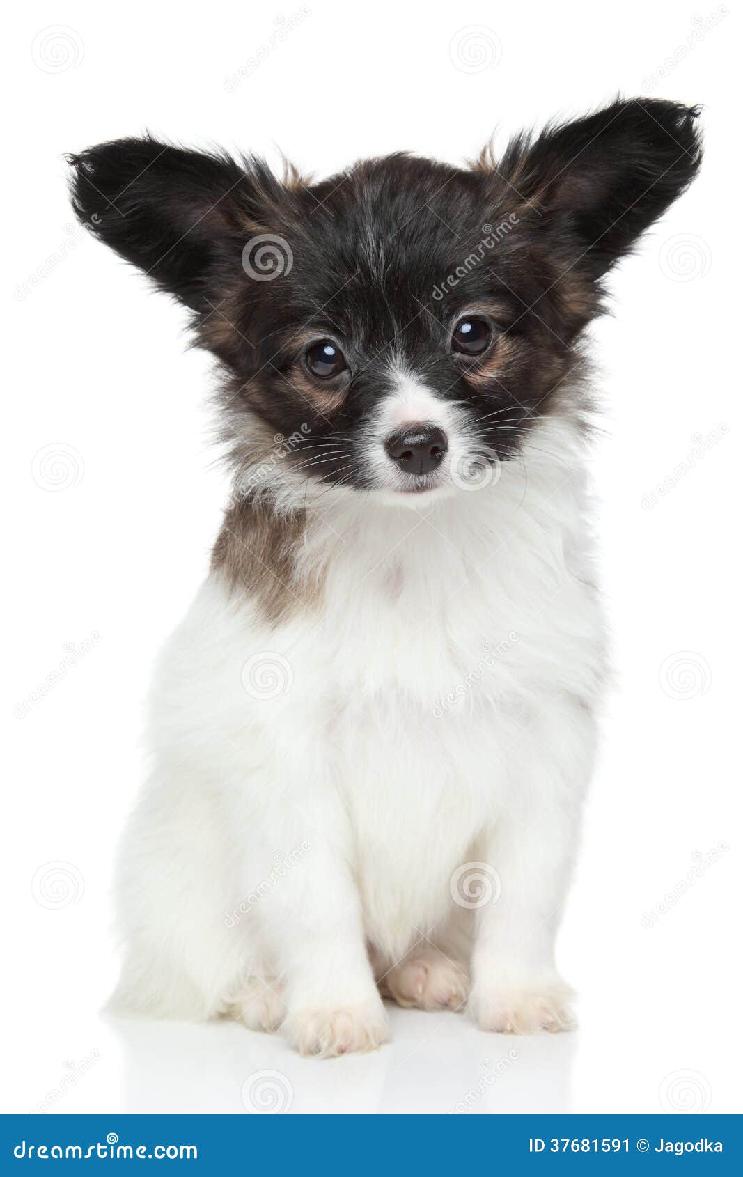 Papillon Puppy on White Background Stock Image - Image of cute, baby ...
