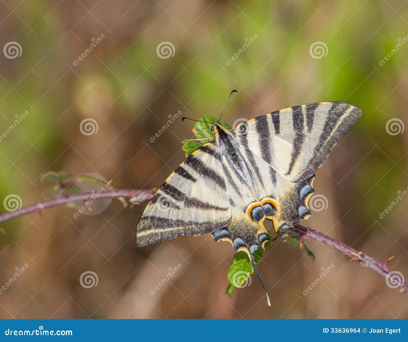 Papillon rare de machaon photo stock. Image du insecte - 33636964