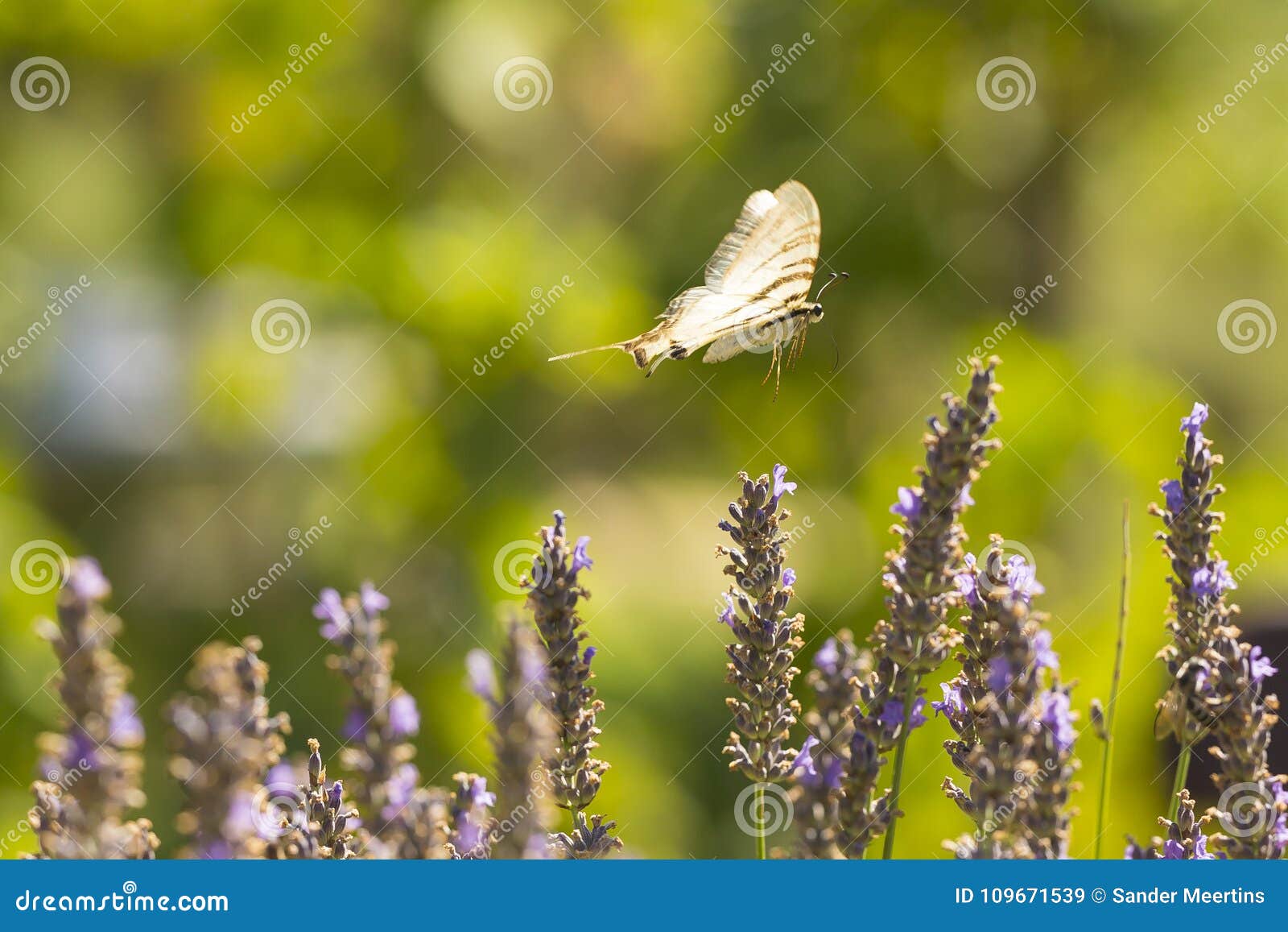 Papillon Rare O De Podalirius D'Iphiclides De Papillon De Machaon Image ...