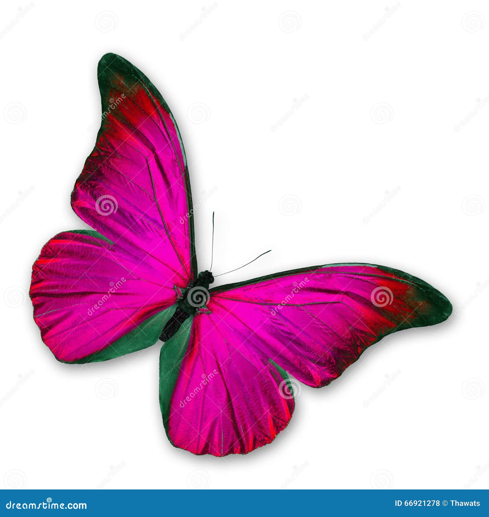 Papillon rose photo stock. Image du nature, tropical - 66921278