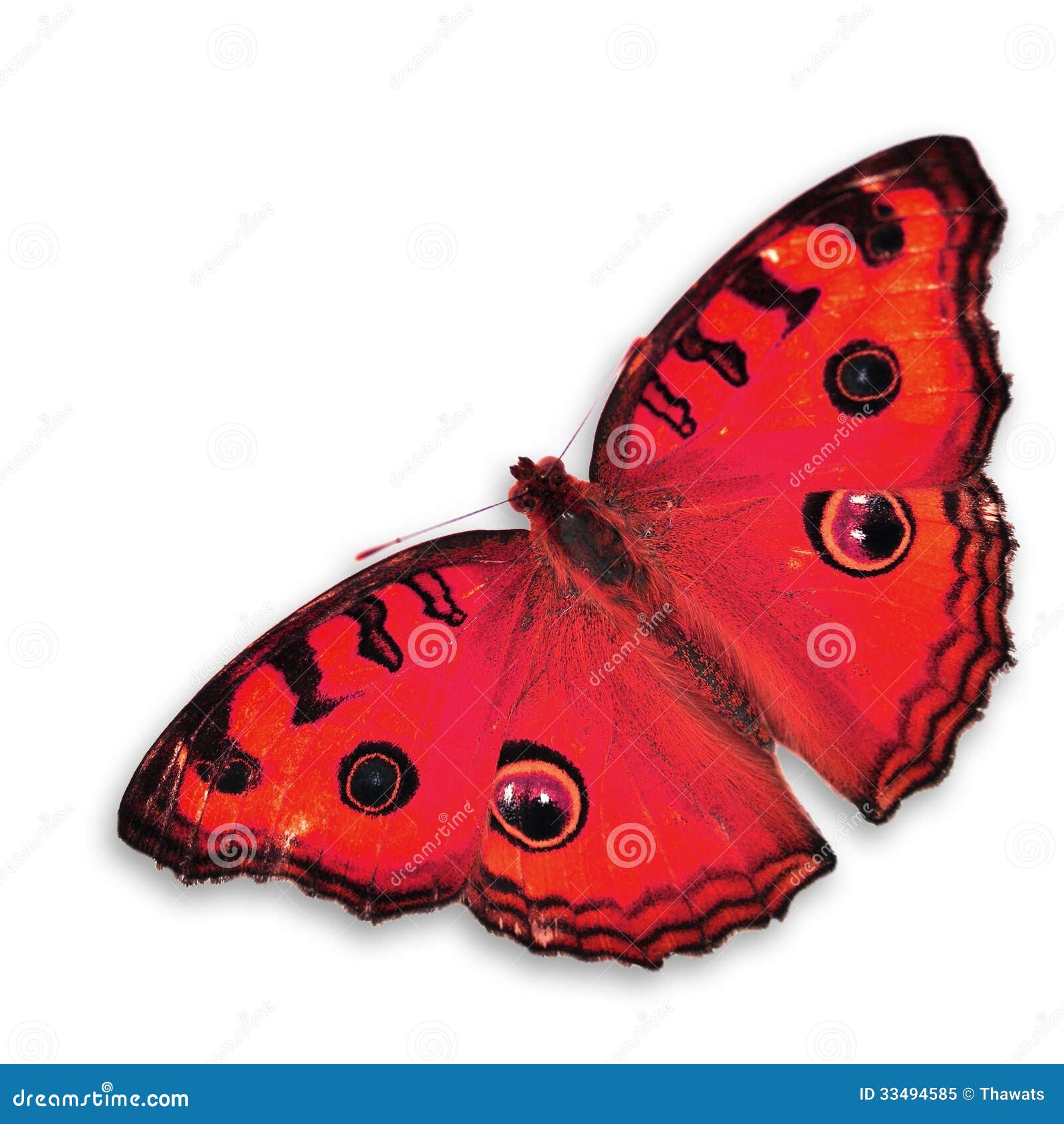 Papillon rouge image stock. Image du faune, insecte, biologie - 33494585