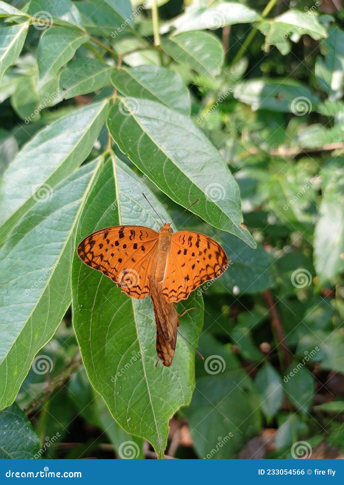 Papillon S'accoupler Sur Laisse Sa Saison D'accouplement ! Photo stock ...