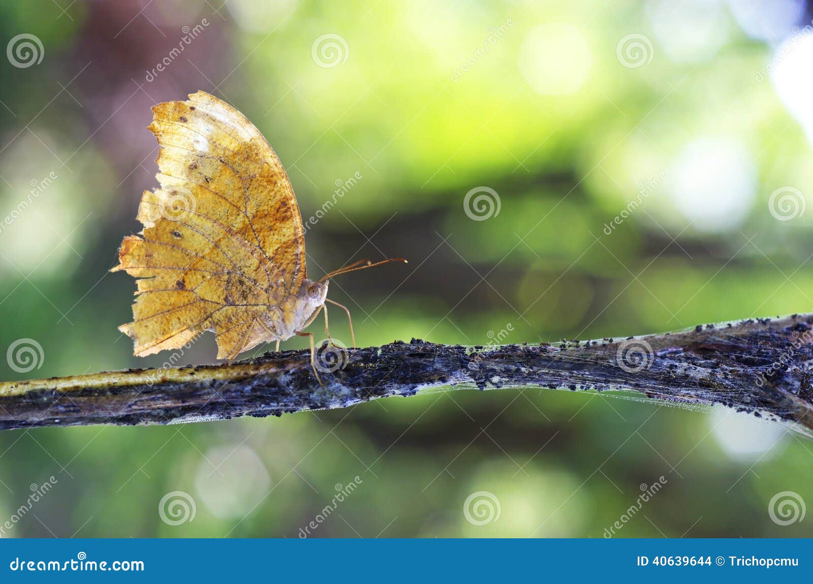 Papillon Sauvage Dans La Forêt Tropicale Tropicale Photo stock - Image ...