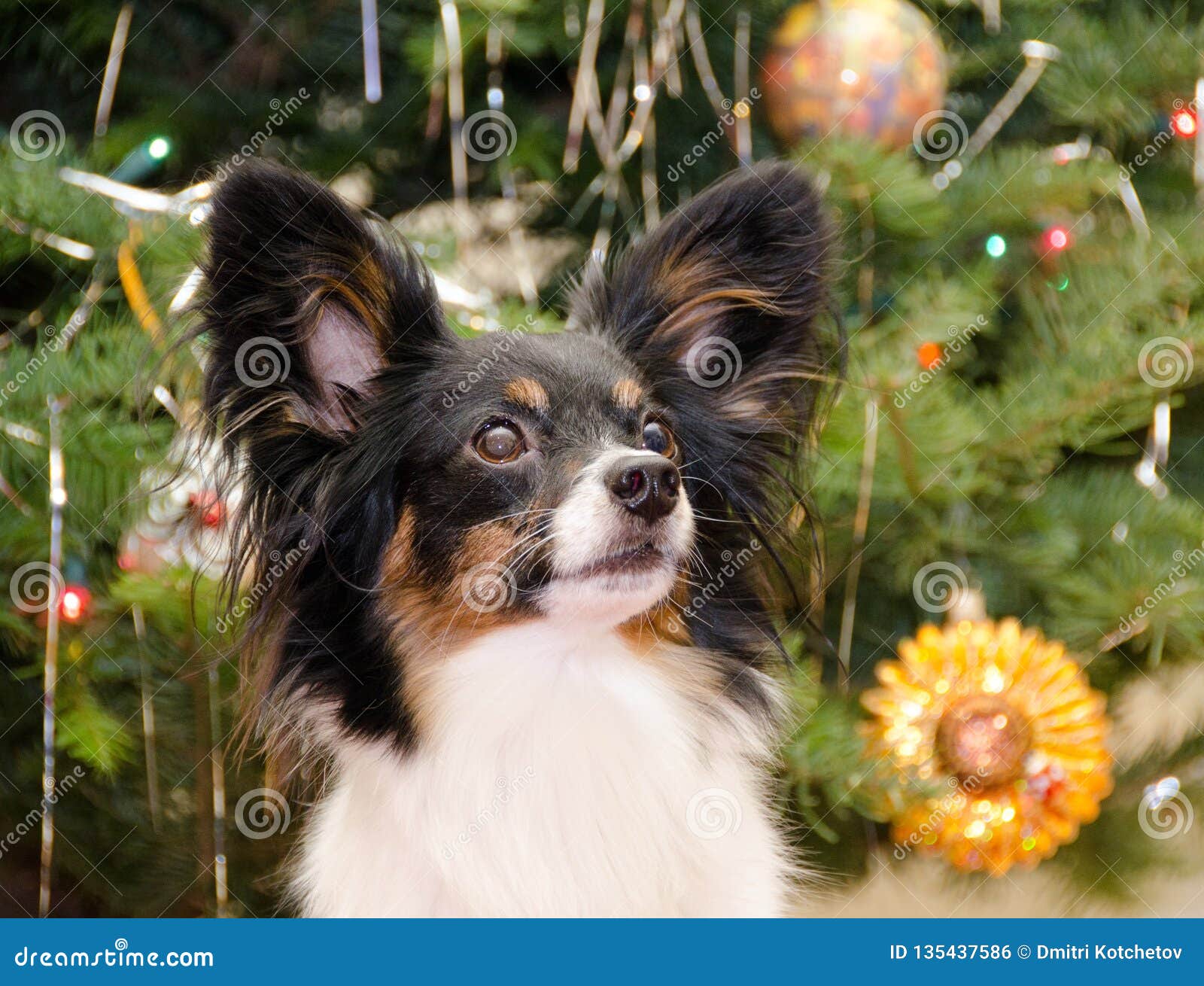 Papillon Sitting in Front of Decorated Christmas Tree Stock Photo ...