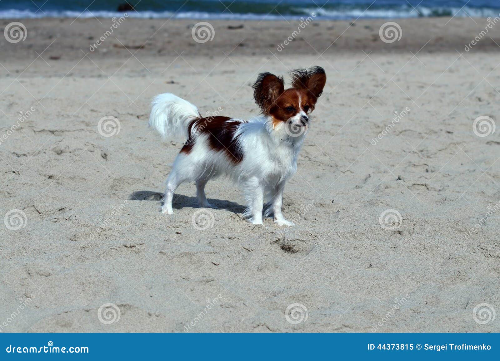 Papillon Sunning at the Beach Stock Image - Image of pets, fauna: 44373815