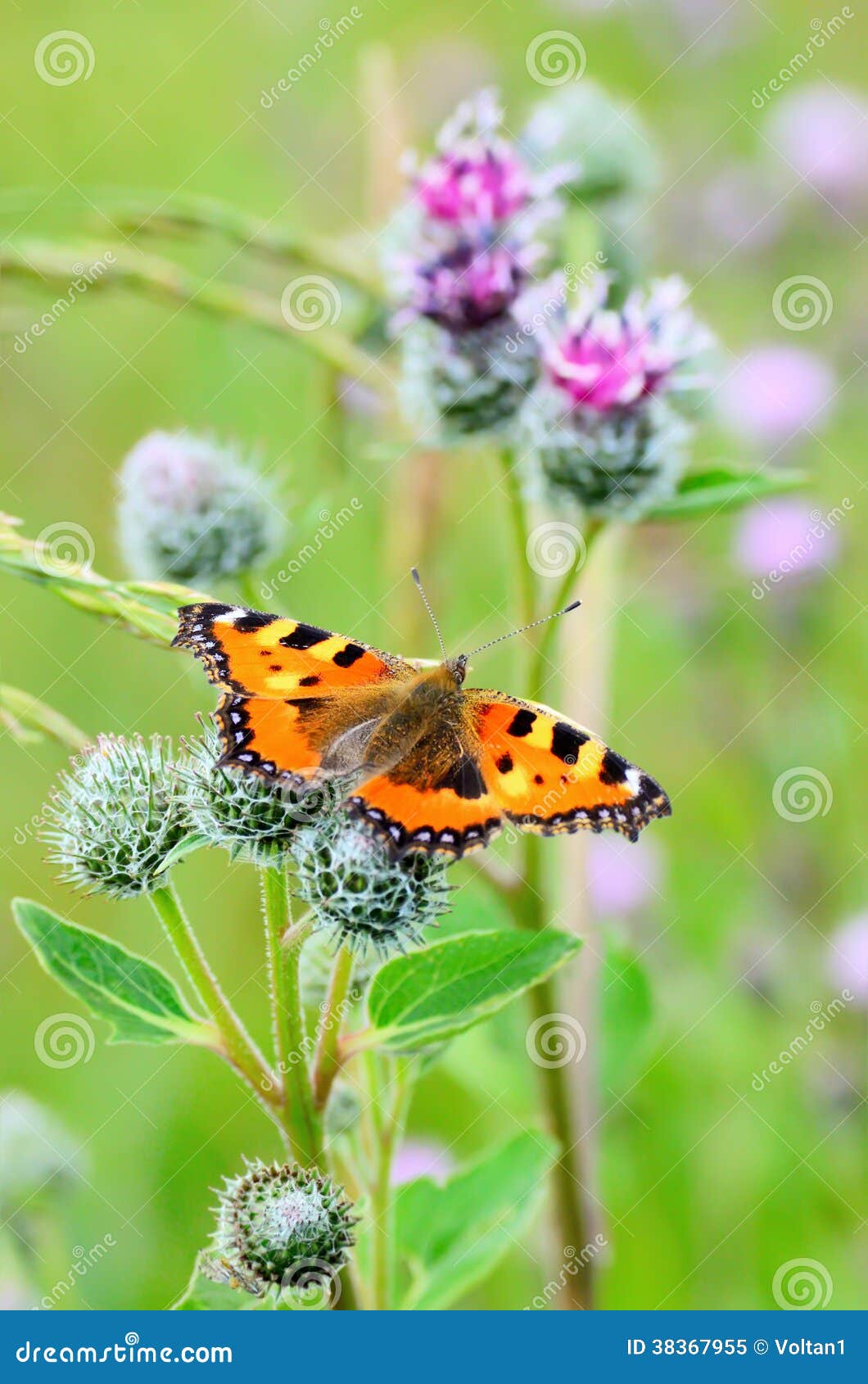 Papillon Sur La Grande Bardane Image stock - Image du grand, vivacité ...