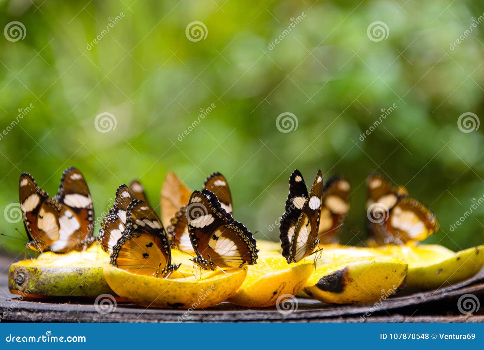 Papillons Sur Le Fruit De Mangue, Zanzibar Photo stock - Image du ...