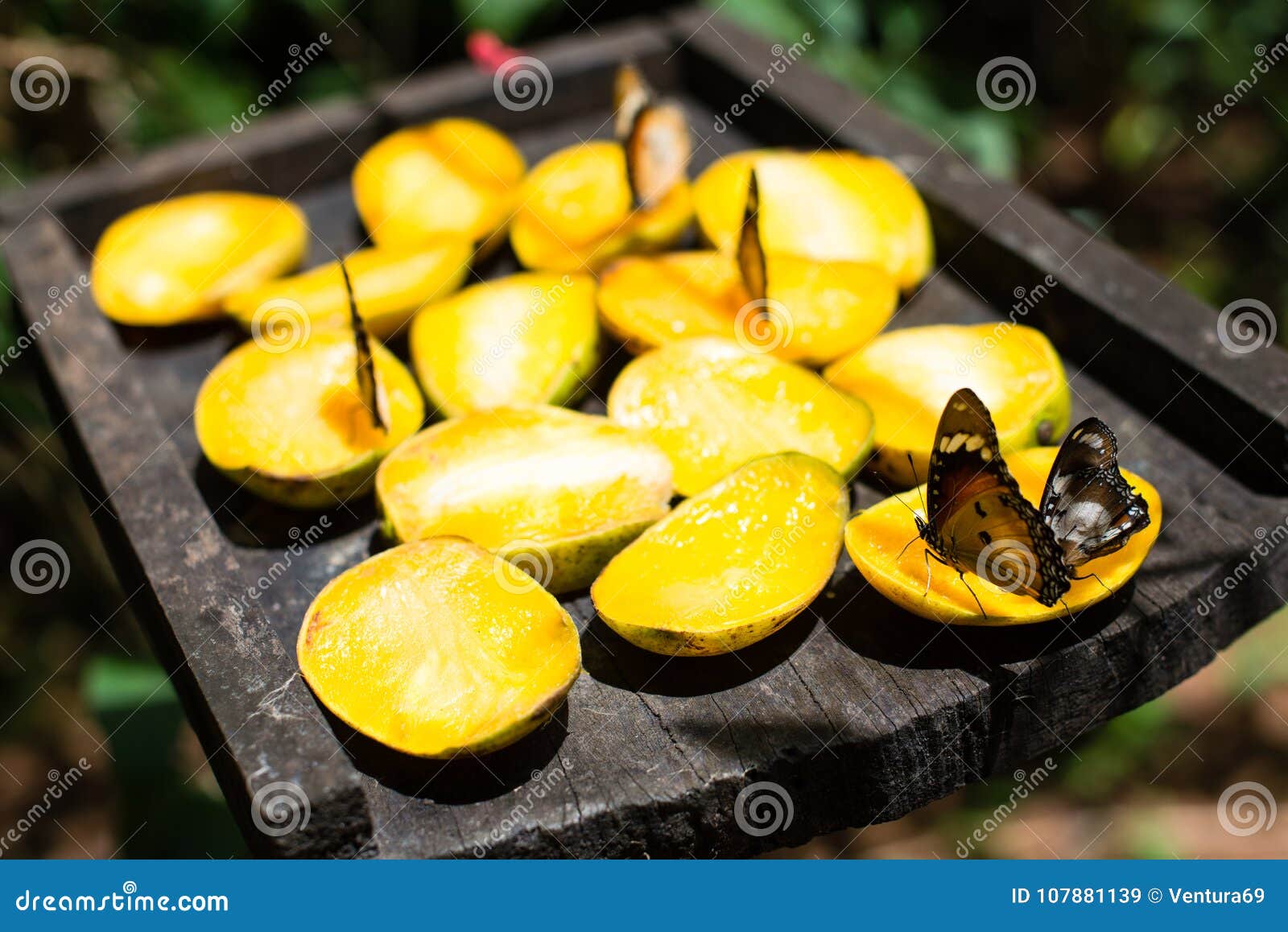 Papillons Sur Le Fruit De Mangue, Zanzibar Image stock - Image du ...