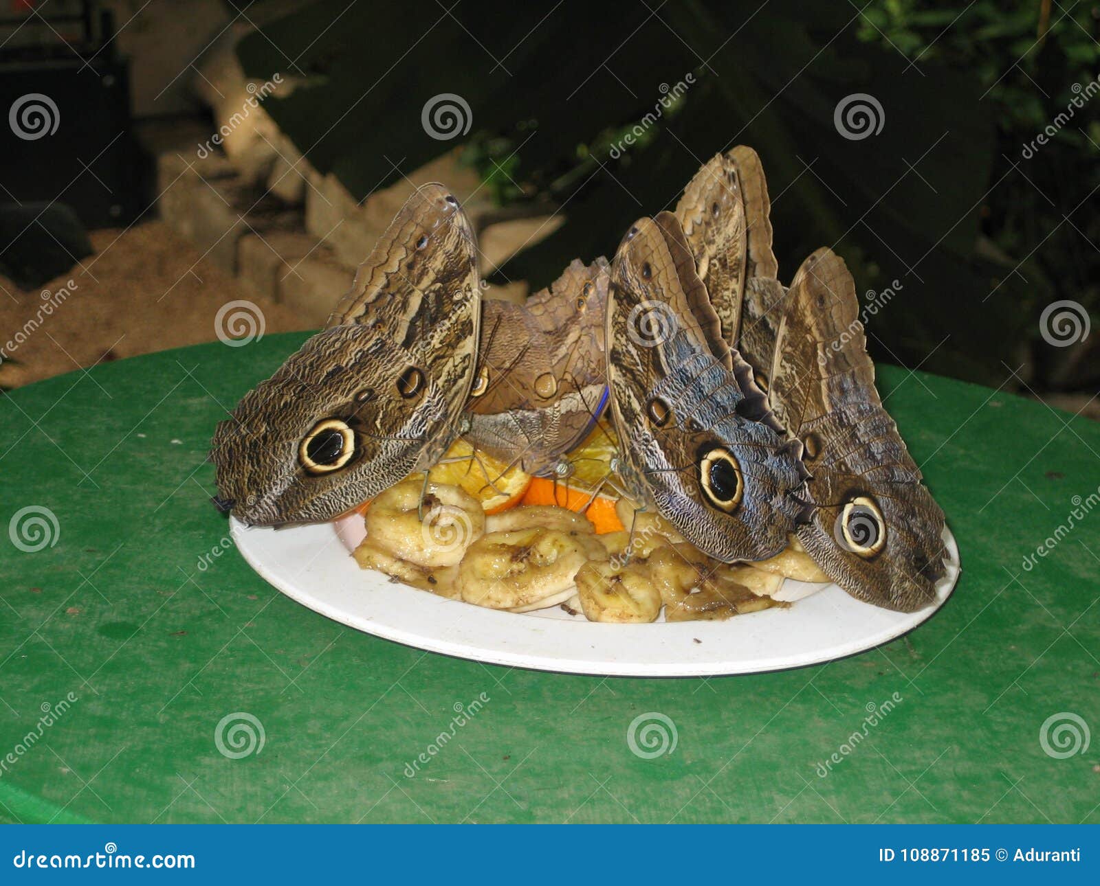 Papillons Tropicaux Mangeant Du Fruit Frais Image stock - Image du ...