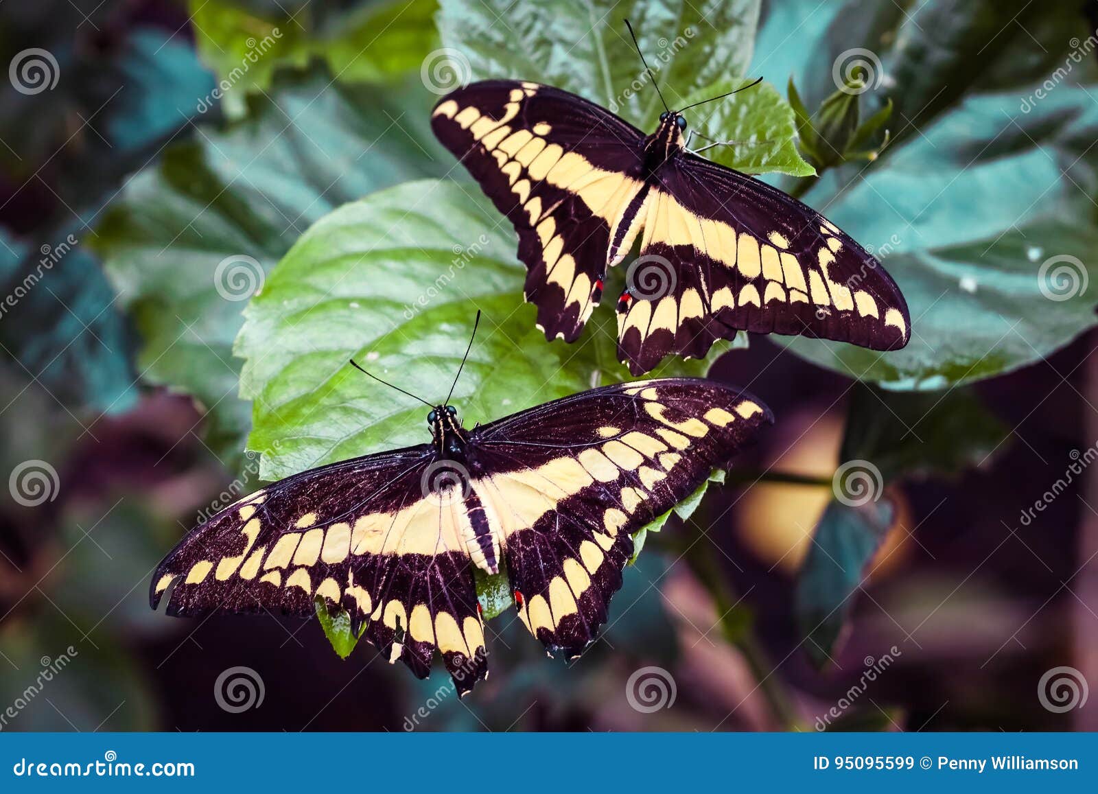 Papilo stock image. Image of butterflies, papilo, stripes - 95095599