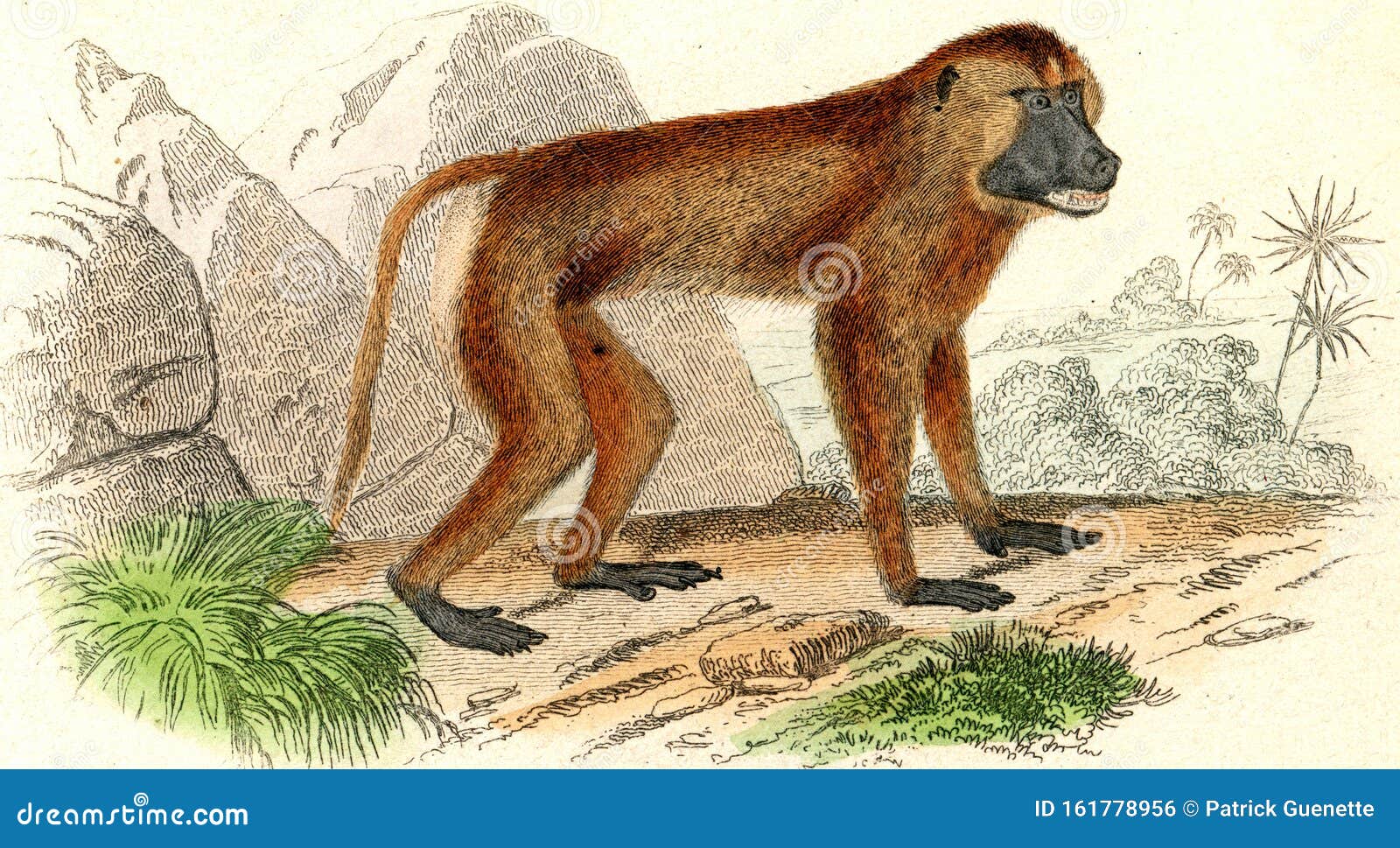 The Papion, Vintage Engraving Stock Illustration - Illustration of wild ...