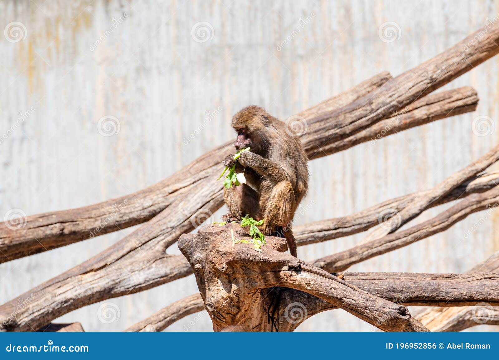 Papion or Yellow Baboon Perched on a Tree Stock Photo - Image of cute ...