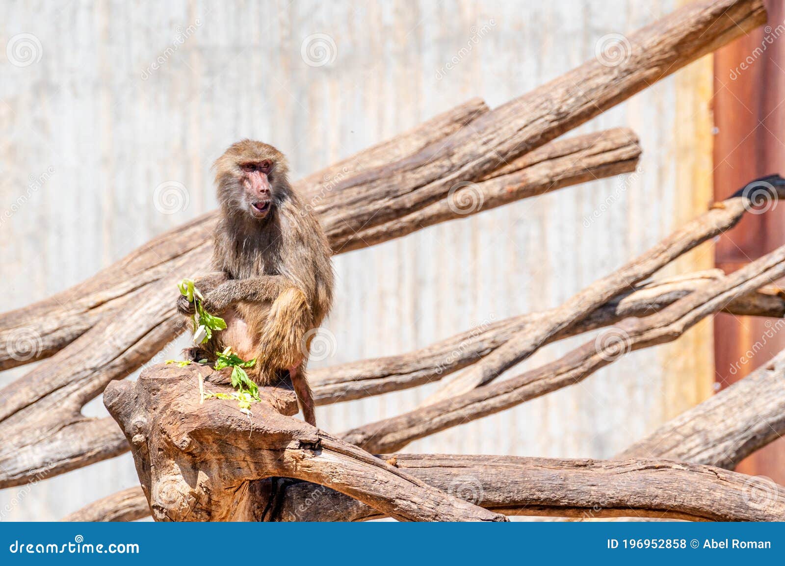 Papion or Yellow Baboon Perched on a Tree Stock Photo - Image of ...