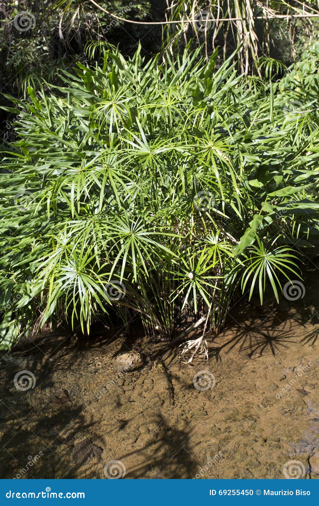 Papiro, Cyperus, Pianta Naturale Fotografia Stock - Immagine di ...