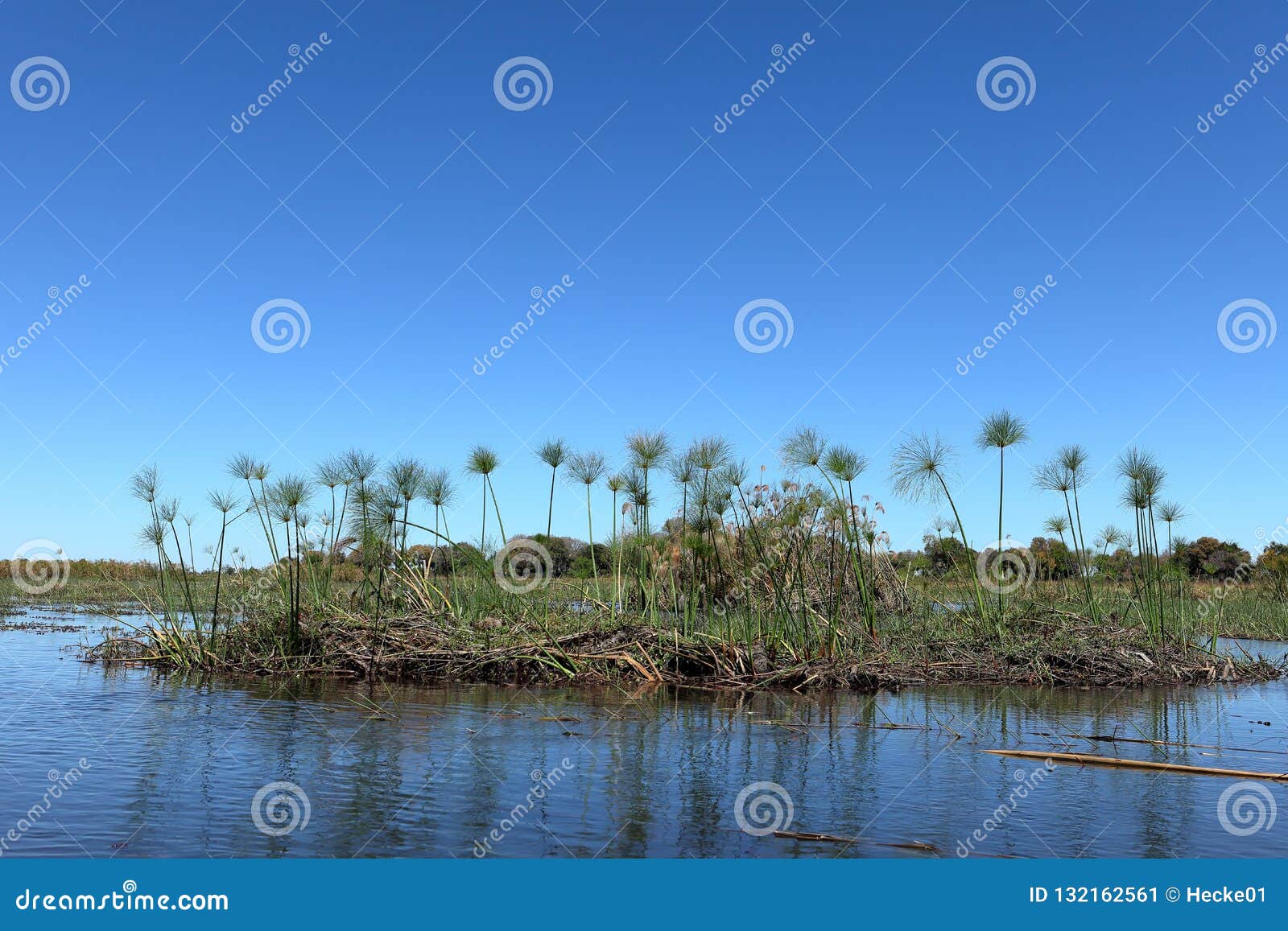 Papiro En Los Pantanos De Okavango En Namibia Imagen de archivo ...