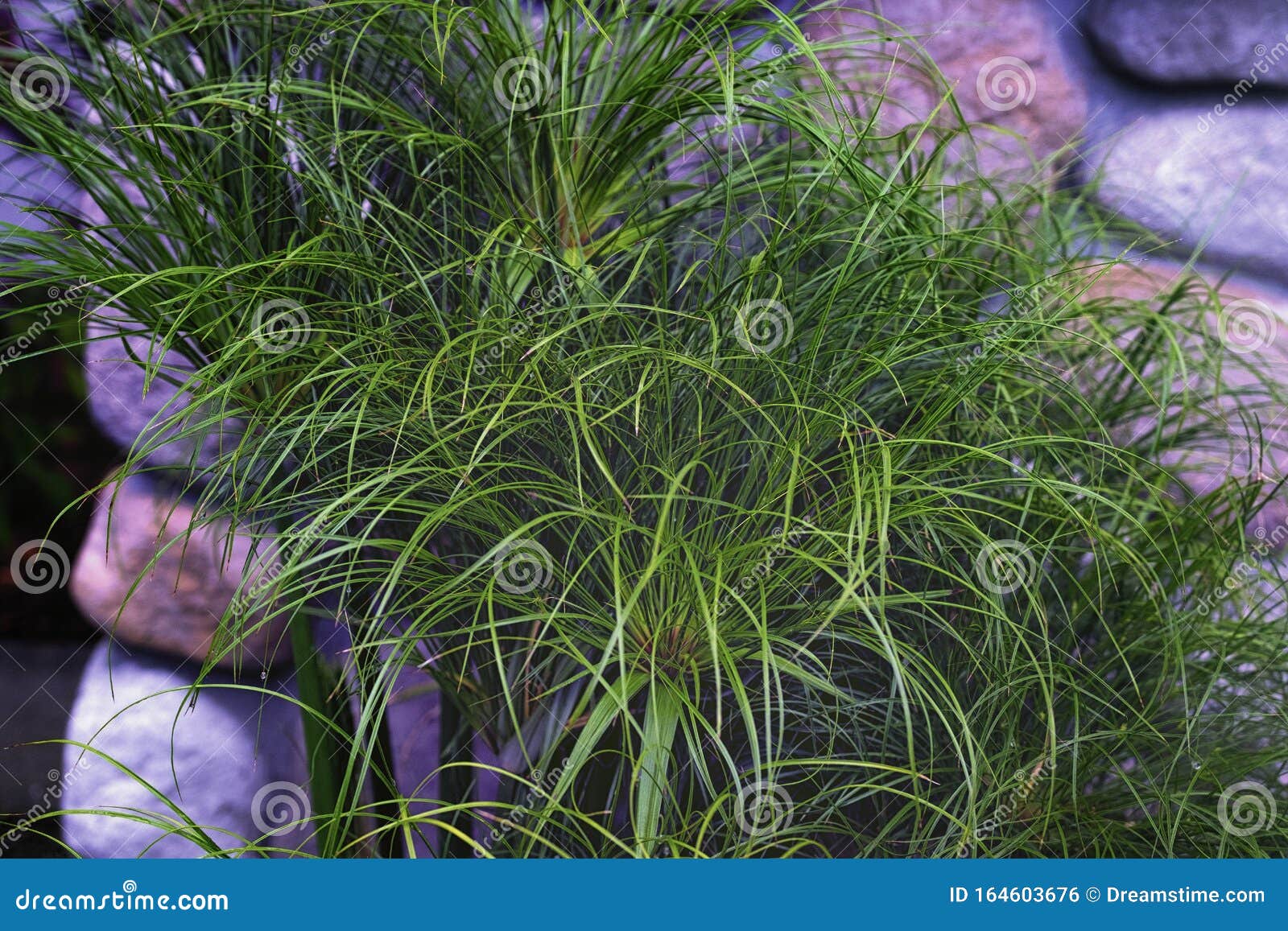 Papirus Stock Photos - Download 200 Royalty Free Photos