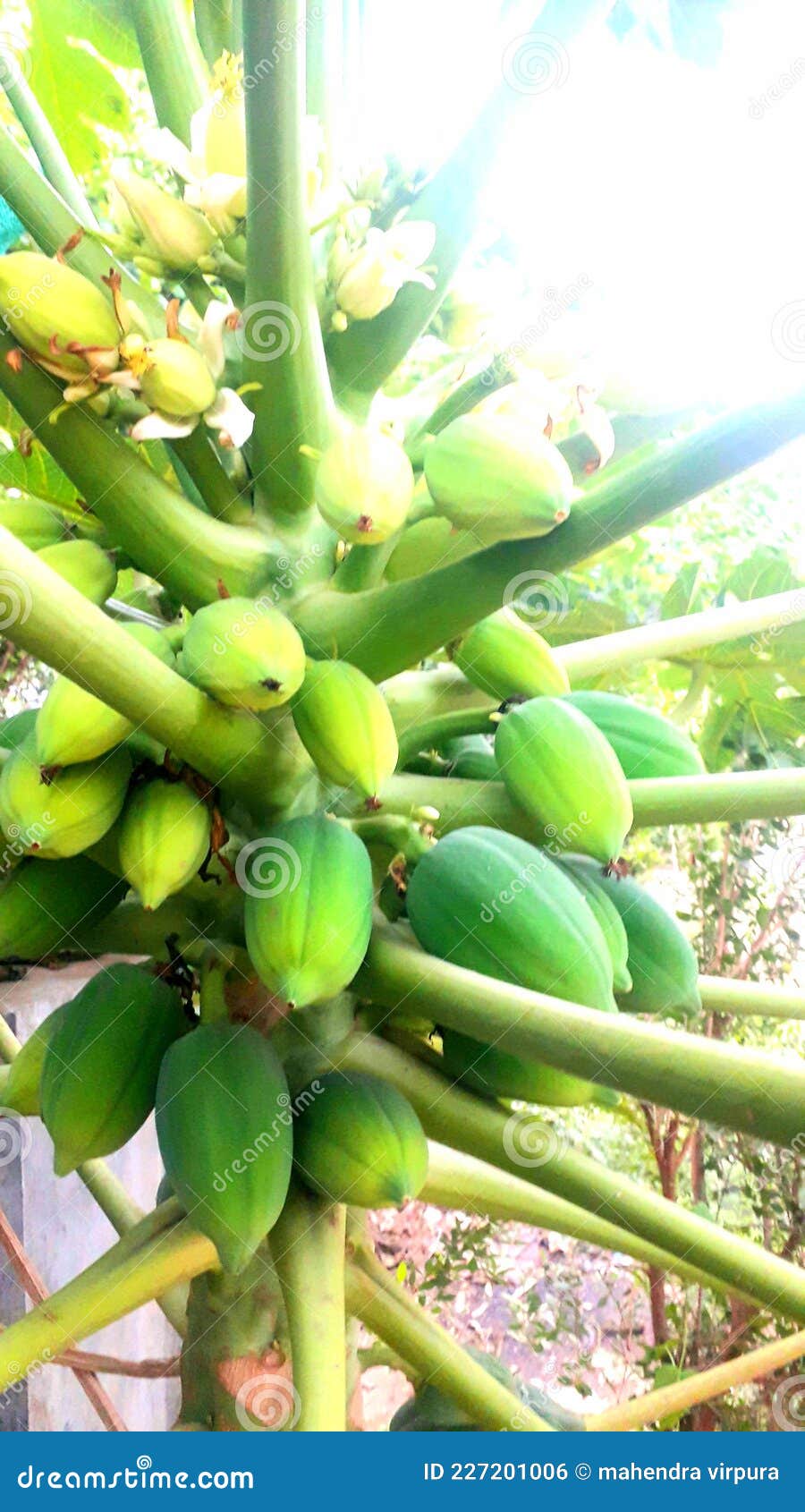 Papita stock photo. Image of flower, jungle, fruit, papi - 227201006