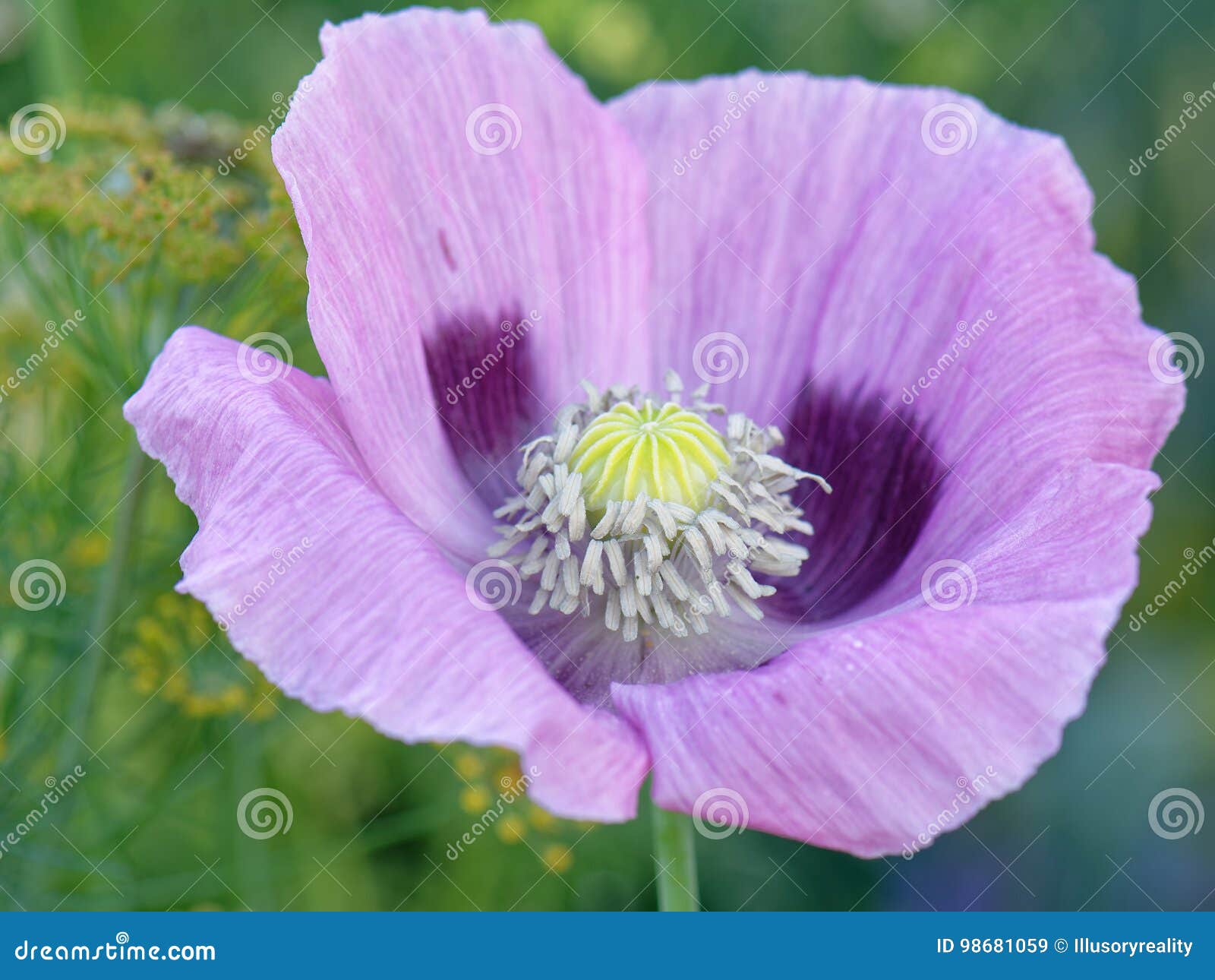 Papoila roxa imagem de stock. Imagem de flor, perene - 98681059