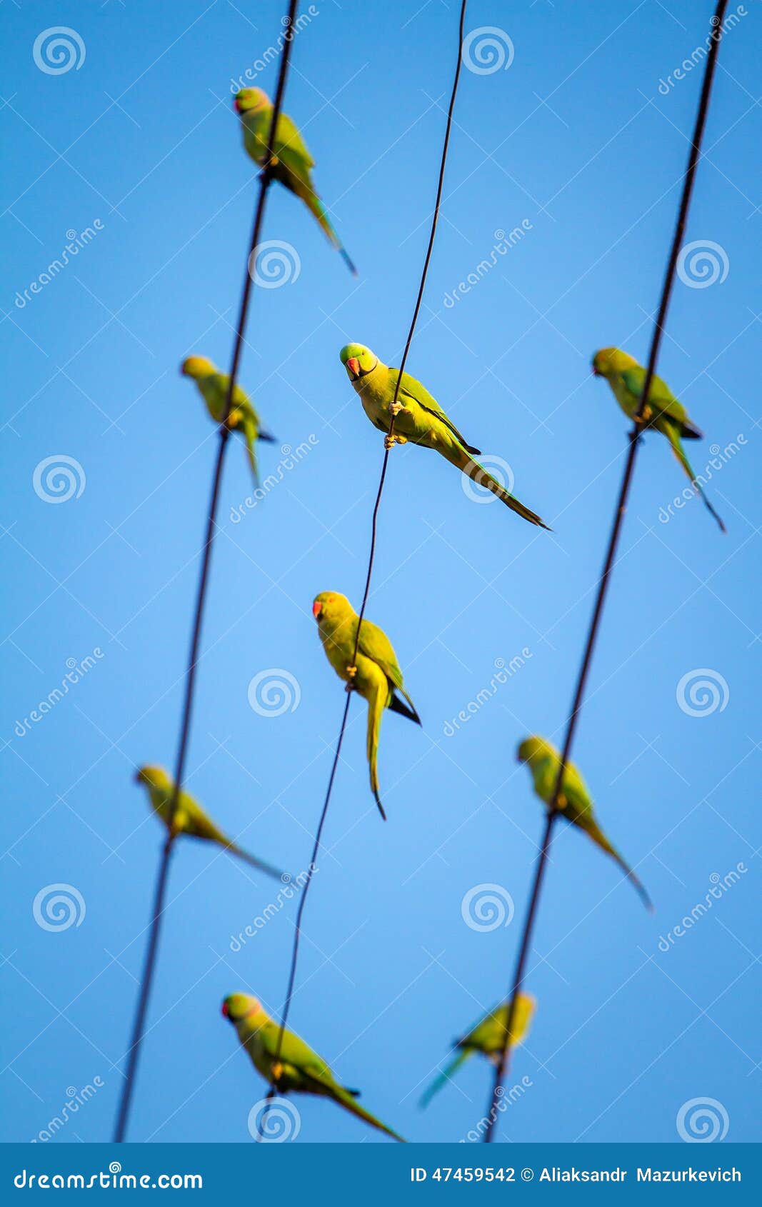 Pappagalli Indiani Verdi Del Parrocchetto Dal Collare Fotografia Stock ...