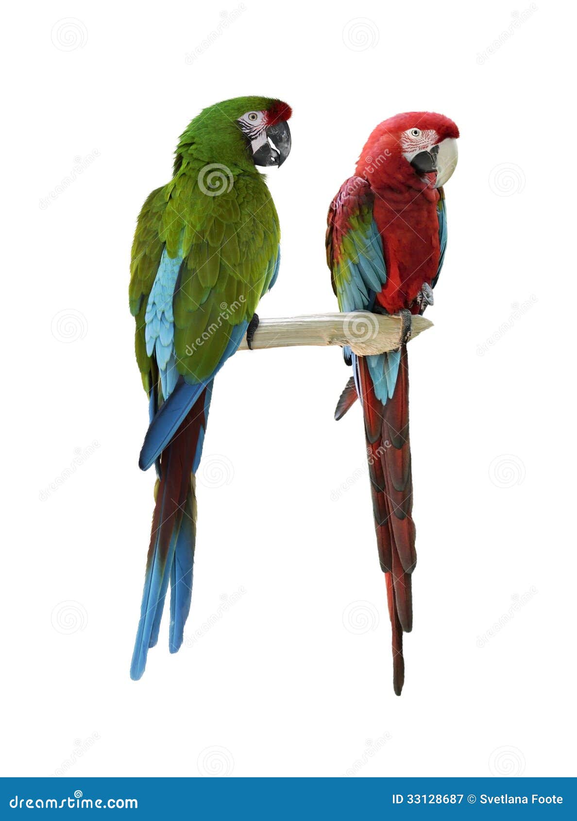 Pappagalli Variopinti Dell'ara Immagine Stock - Immagine di nave ...