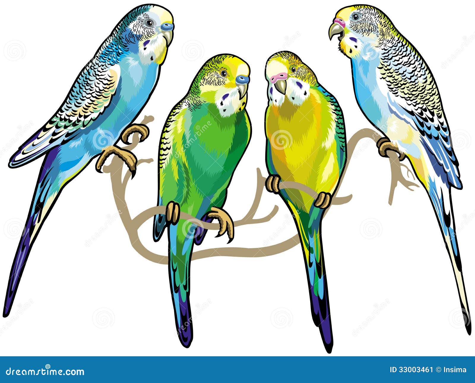 Pappagallini ondulati illustrazione vettoriale. Illustrazione di ...