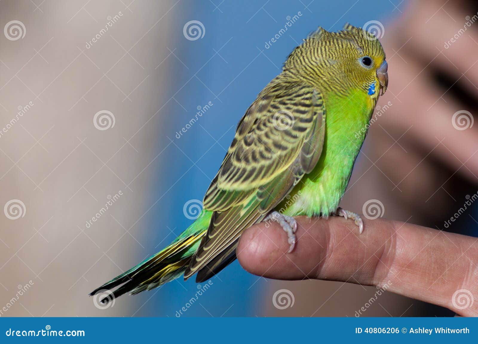 Pappagallino Ondulato D'impiumatura Fotografia Stock - Immagine di ...