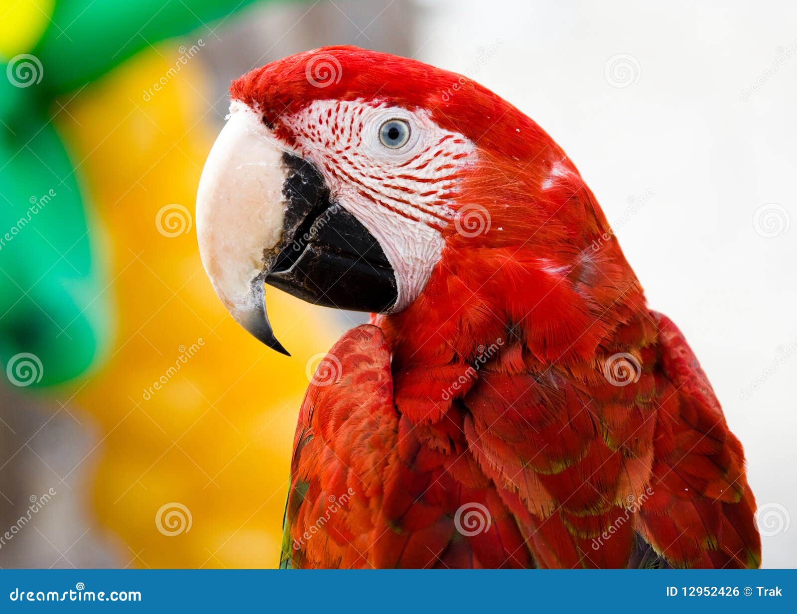 Pappagallo fotografia stock. Immagine di occhio, cielo - 12952426