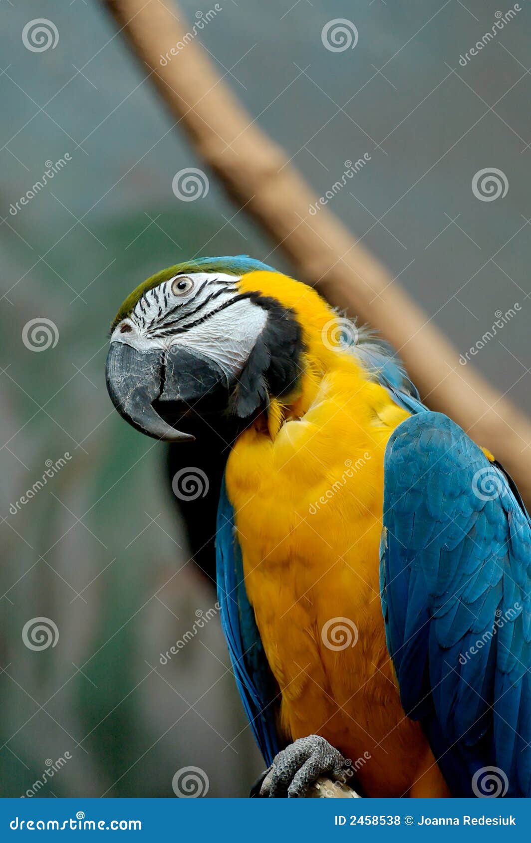 Pappagallo Immagine. Immagine: 2458538