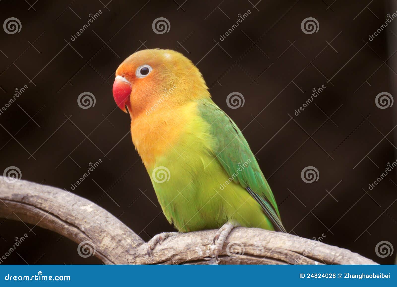 Pappagallo fotografia stock. Immagine di animale, becco - 24824028