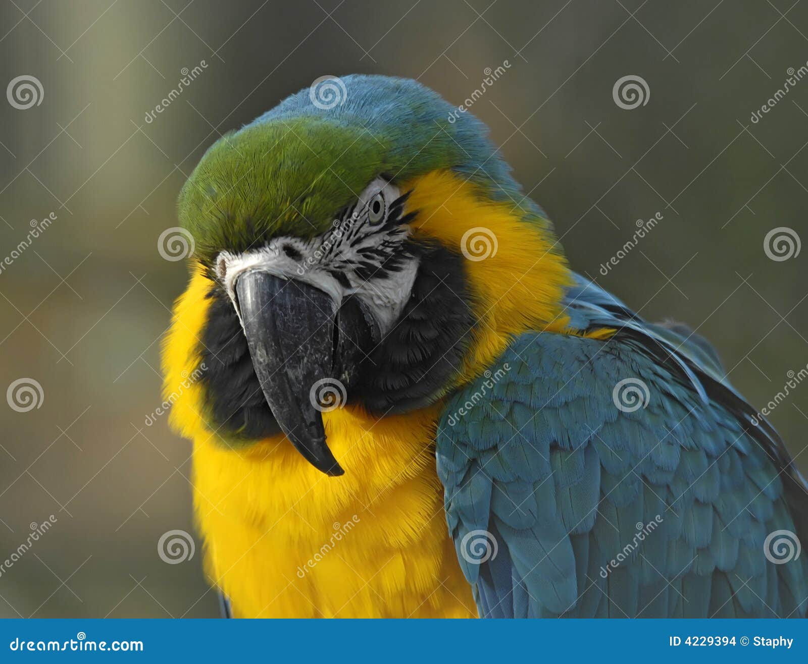 Pappagallo fotografia stock. Immagine di selvaggio, colorato - 4229394