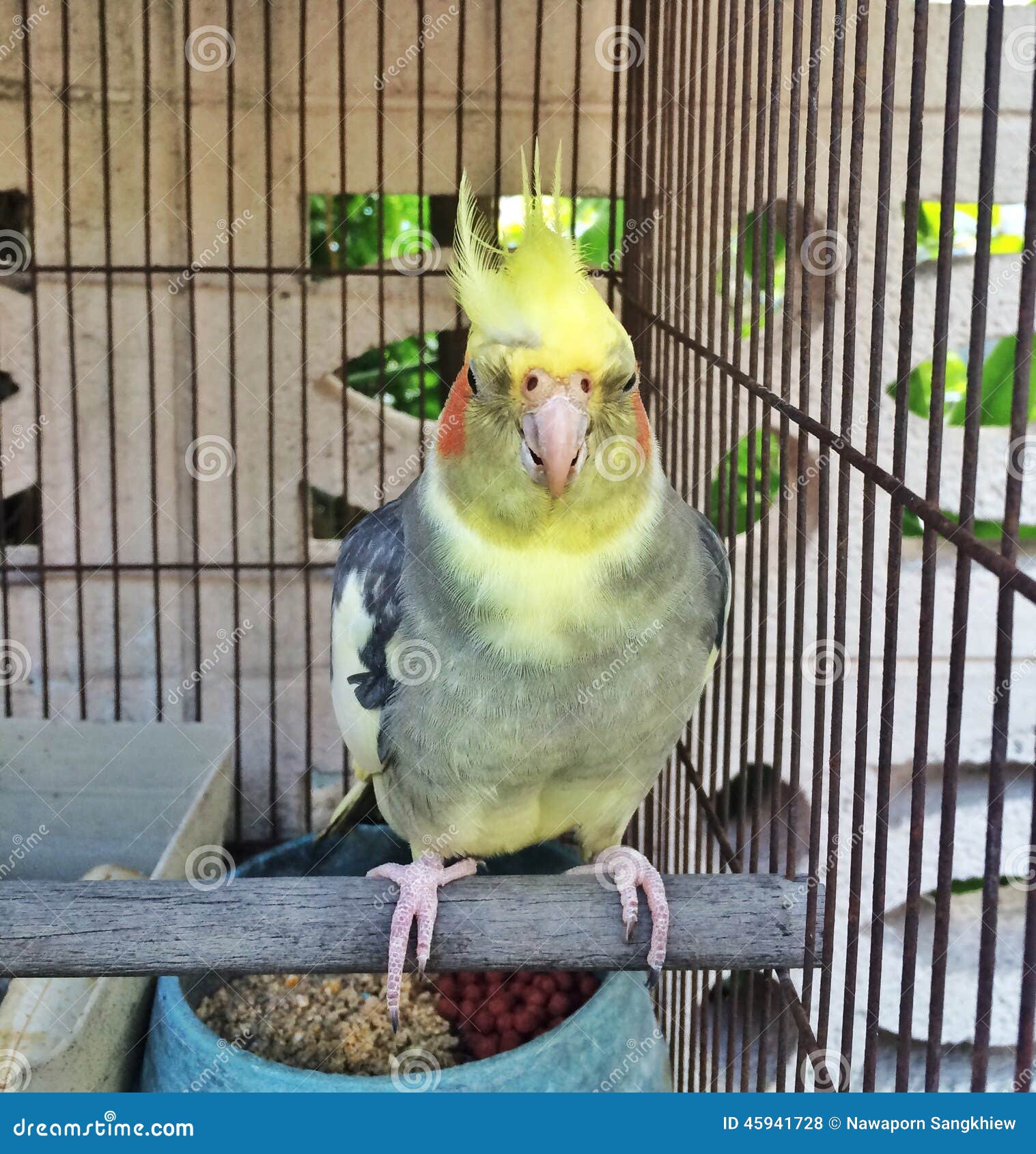 Pappagallo fotografia stock. Immagine di cresta, piuma - 45941728