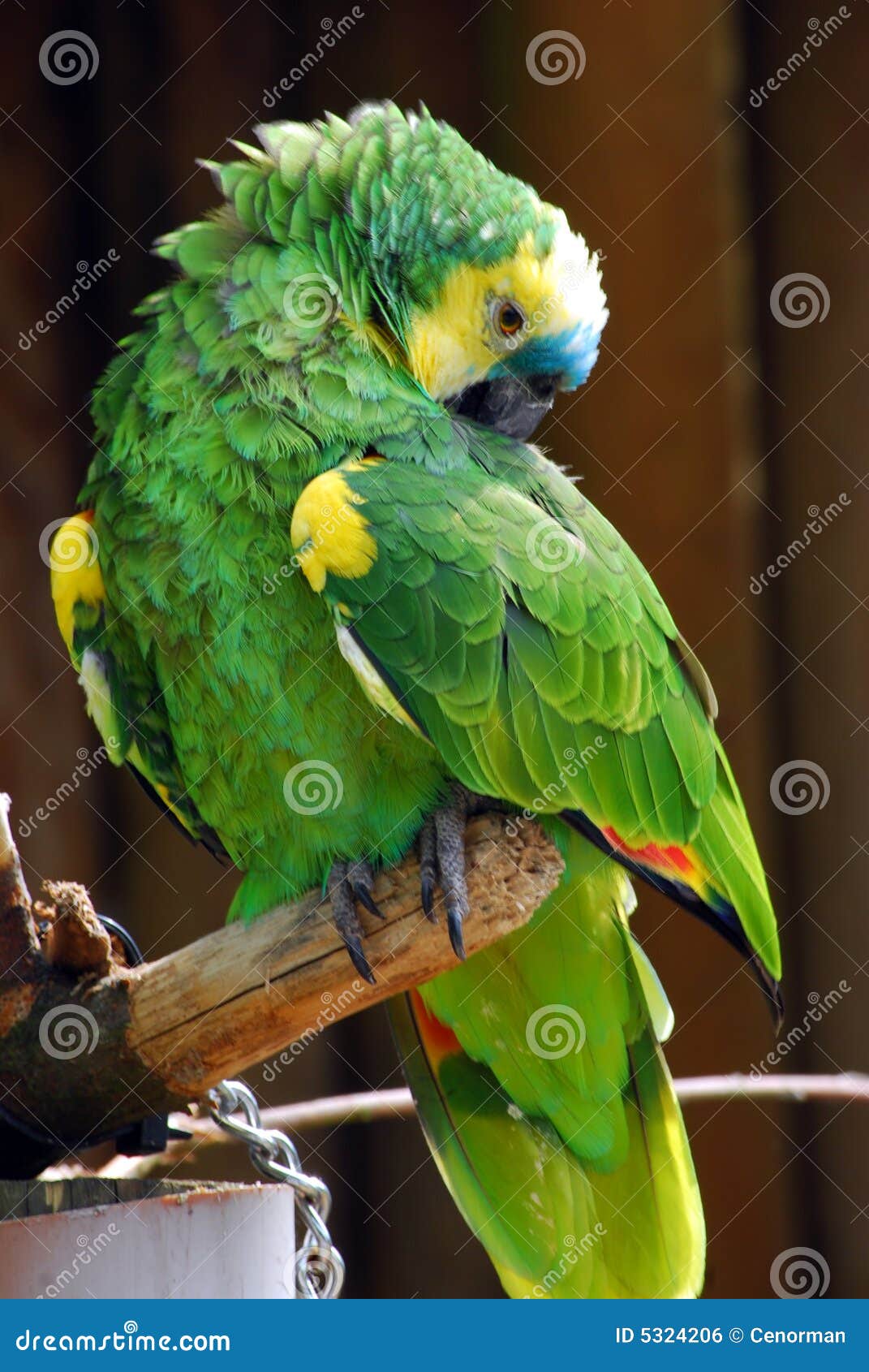 Pappagallo fotografia stock. Immagine di colloquio, verde - 5324206