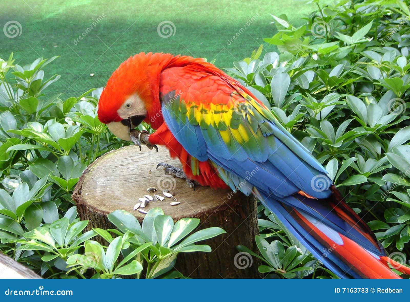 Pappagallo Fotografie Stock - Immagine: 7163783