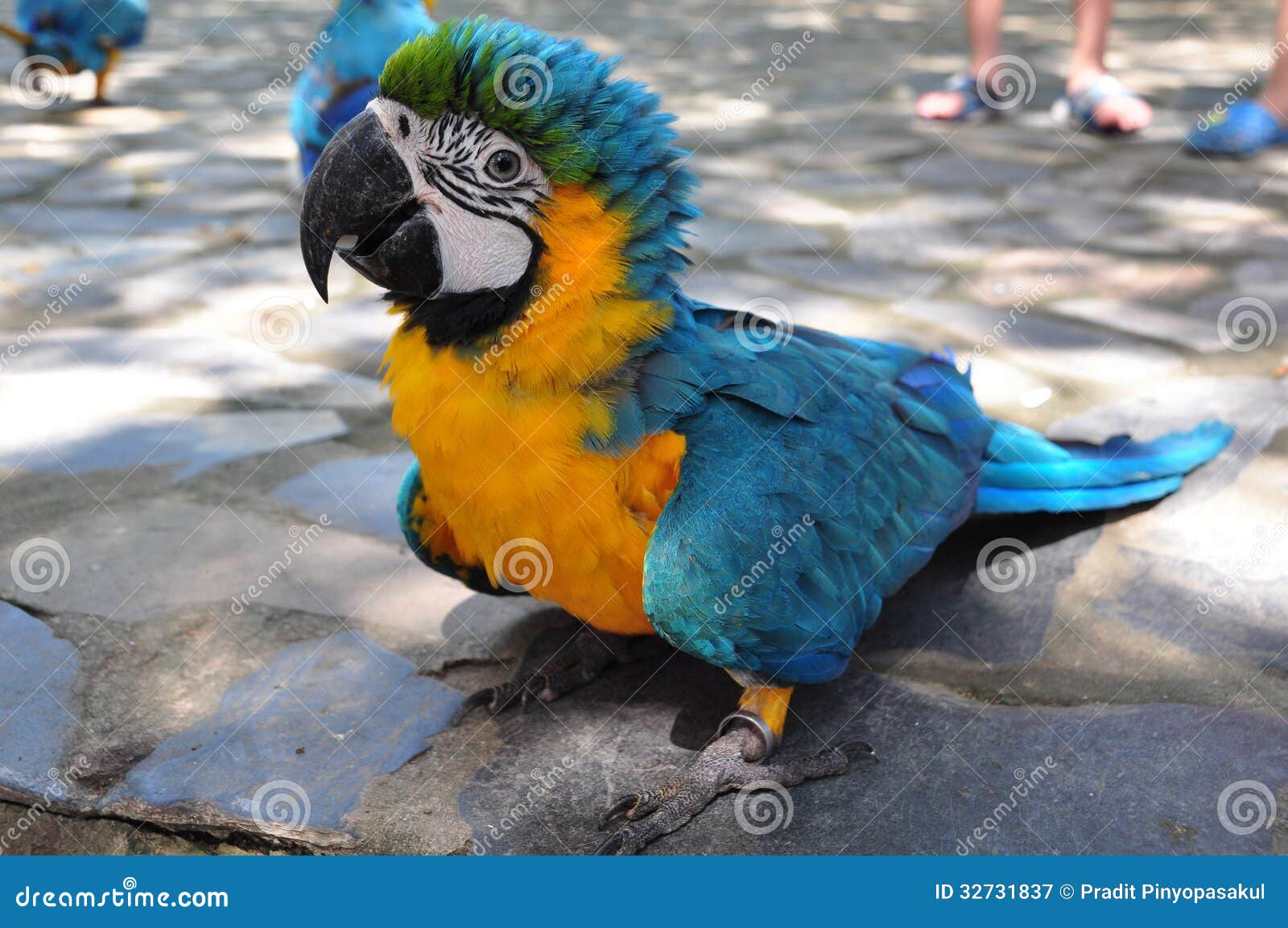 Pappagallo, Ara Blu-e-gialla Immagine Stock - Immagine di uccello ...