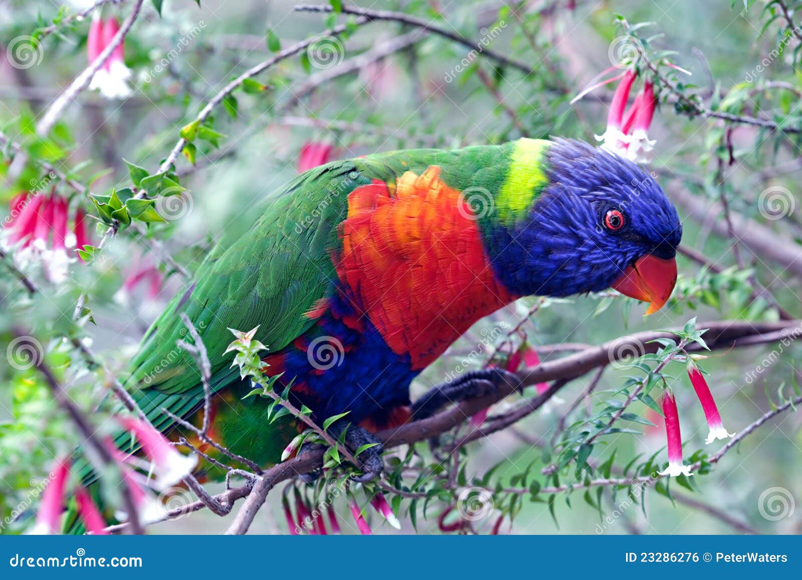 Pappagallo Australiano, Lorikeet Del Rainbow Fotografia Stock ...