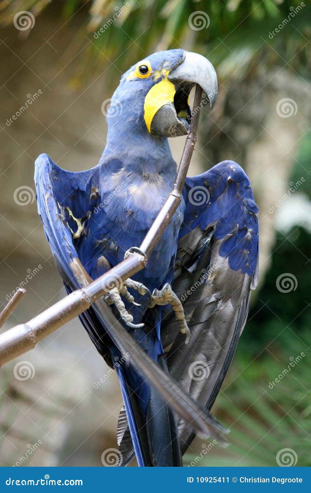 Pappagallo blu immagine stock. Immagine di paradiso, becco - 10925411