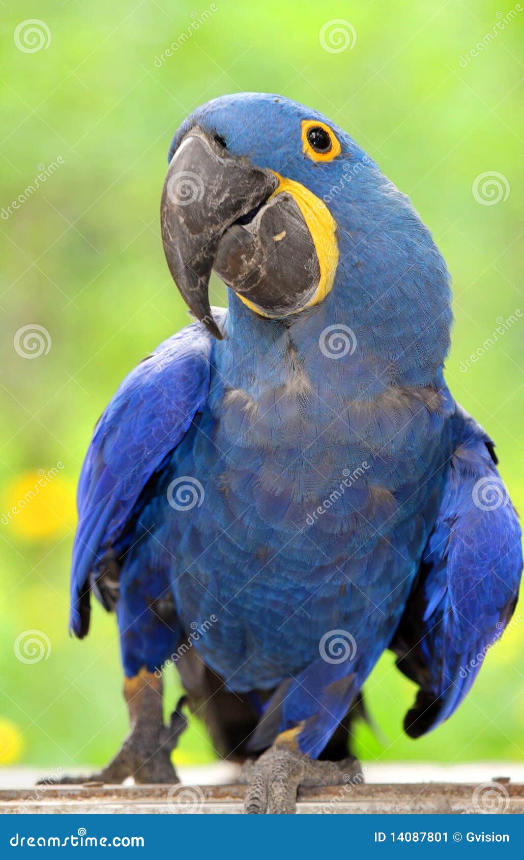 Pappagallo blu immagine stock. Immagine di colorato, tropicale - 14087801