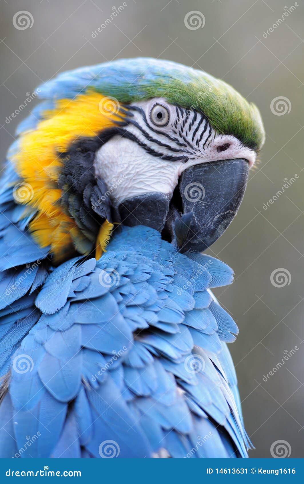 Pappagallo blu immagine stock. Immagine di ciechi, verde - 14613631