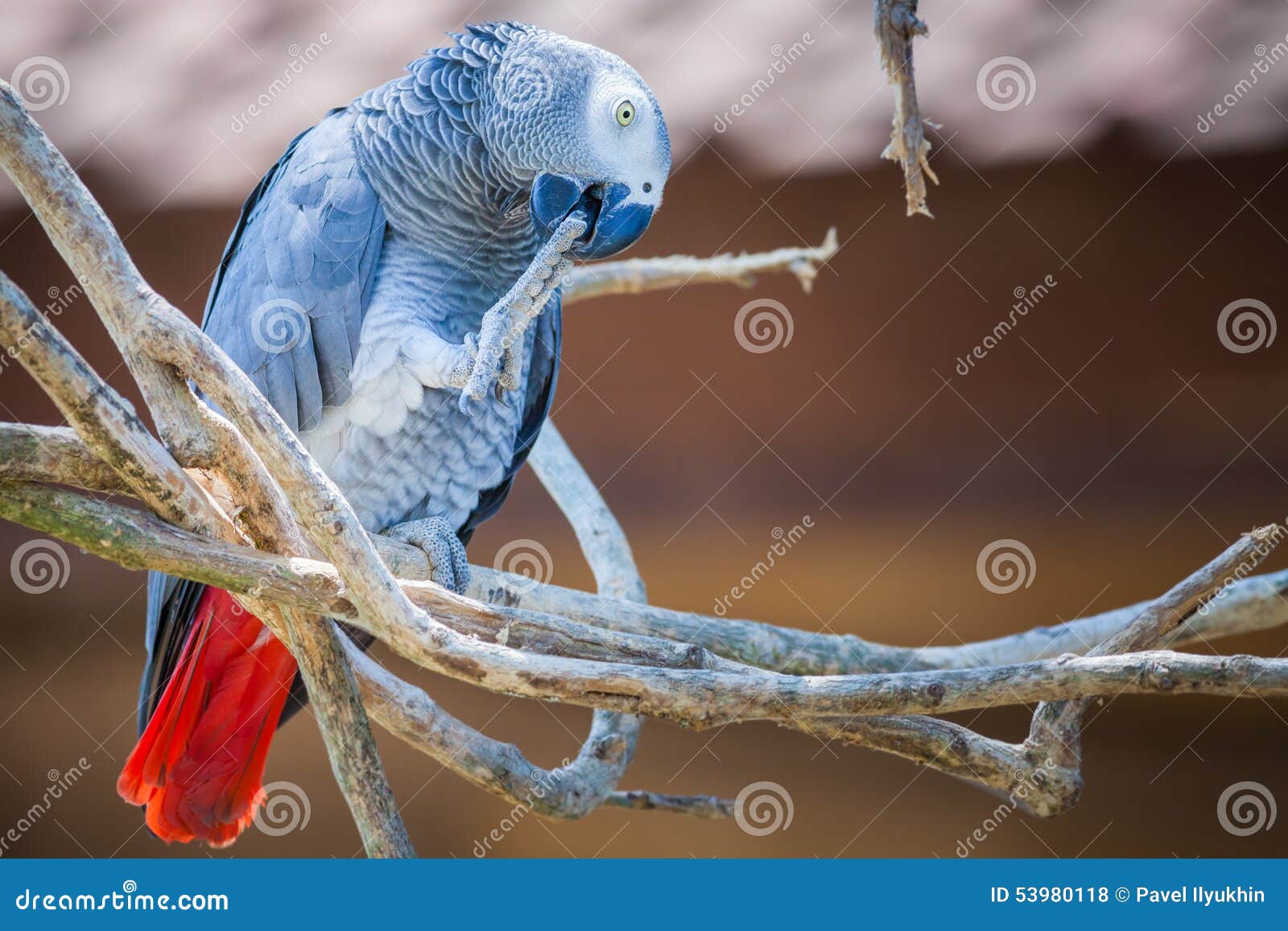 Pappagallo blu fotografia stock. Immagine di becco, indonesia - 53980118