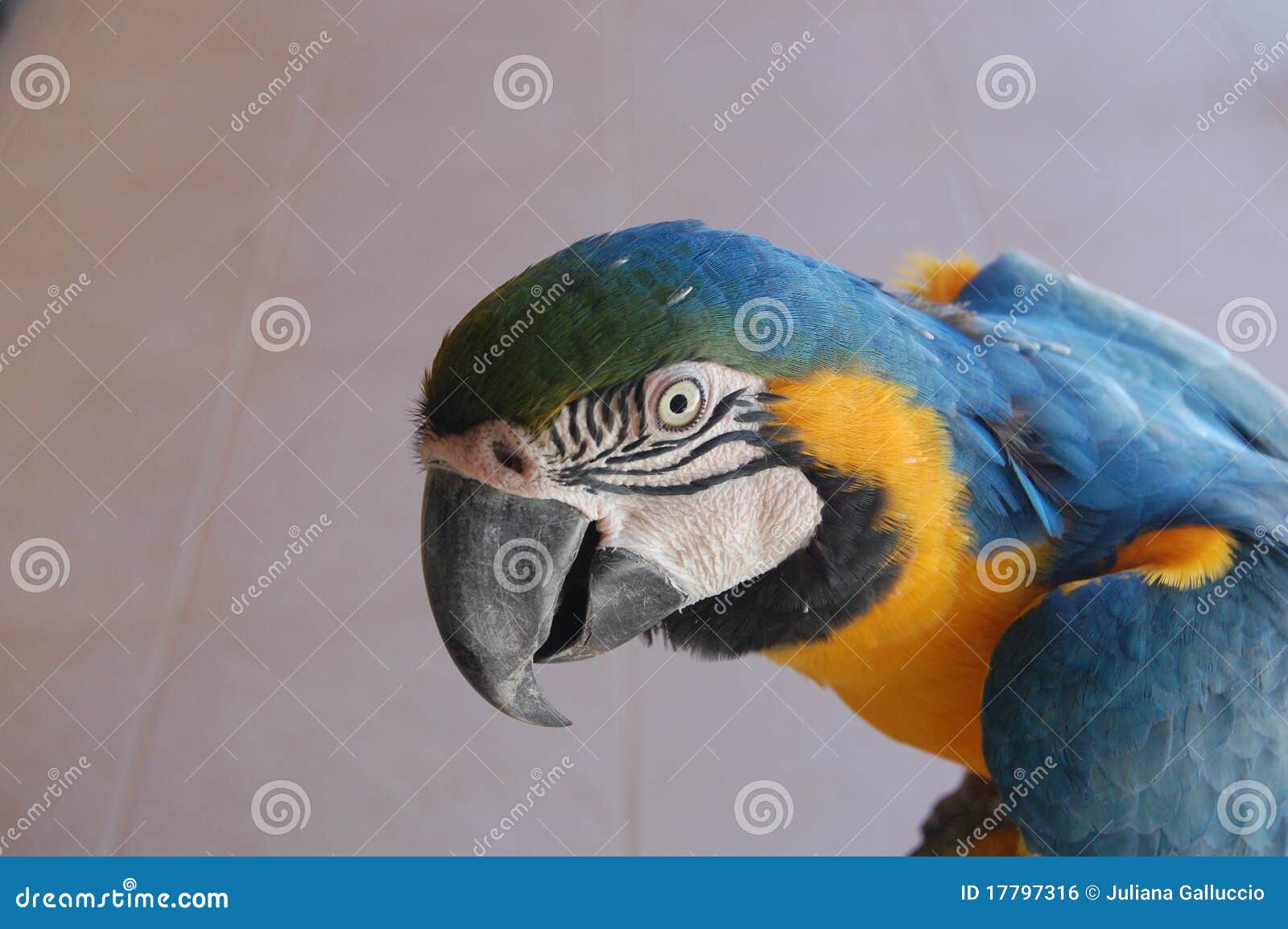 Pappagallo Blu E Giallo Del Macaw Fotografia Stock - Immagine di ...